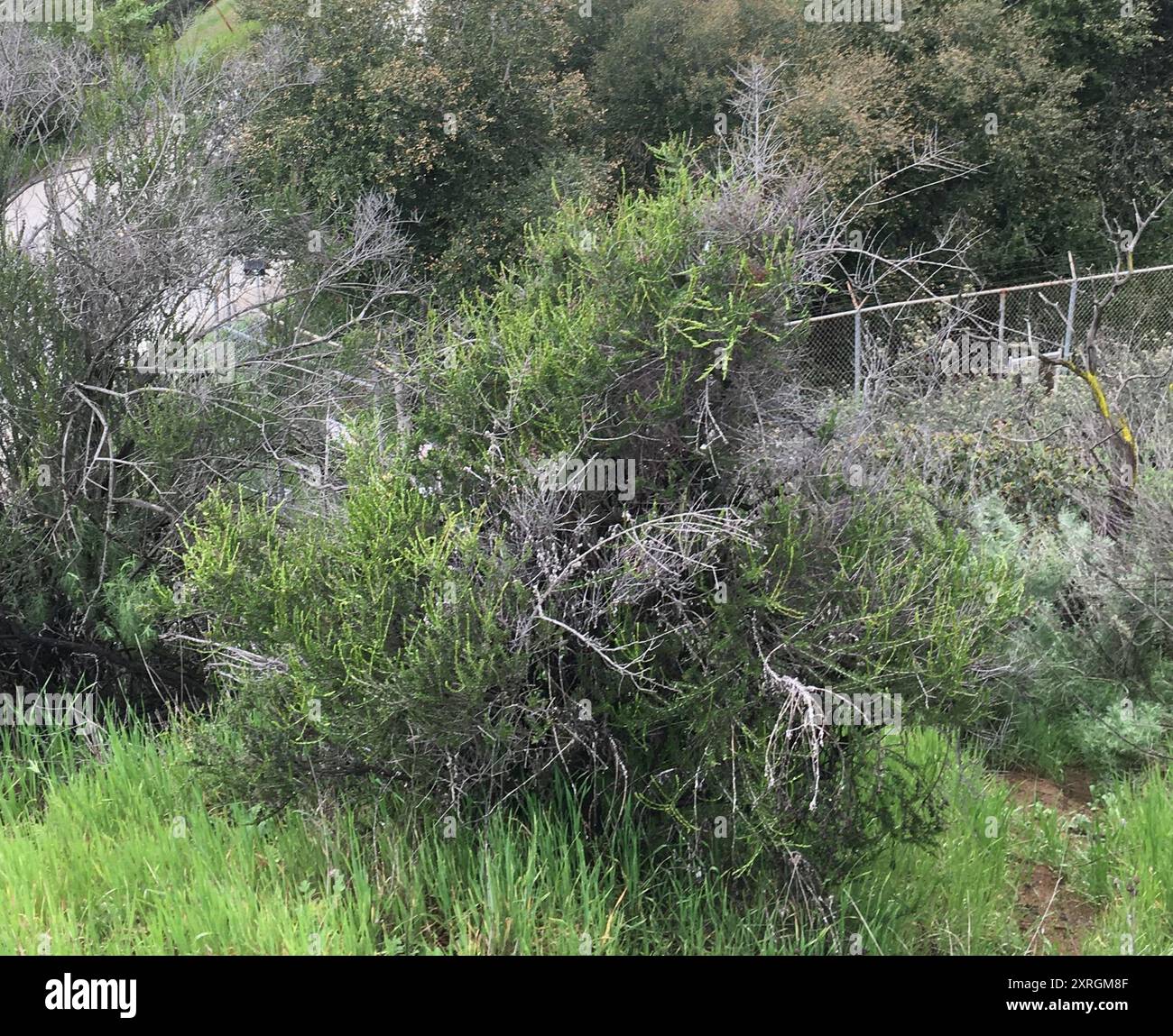 chamise (Adenostoma fasciculatum) Plantae Stock Photo - Alamy