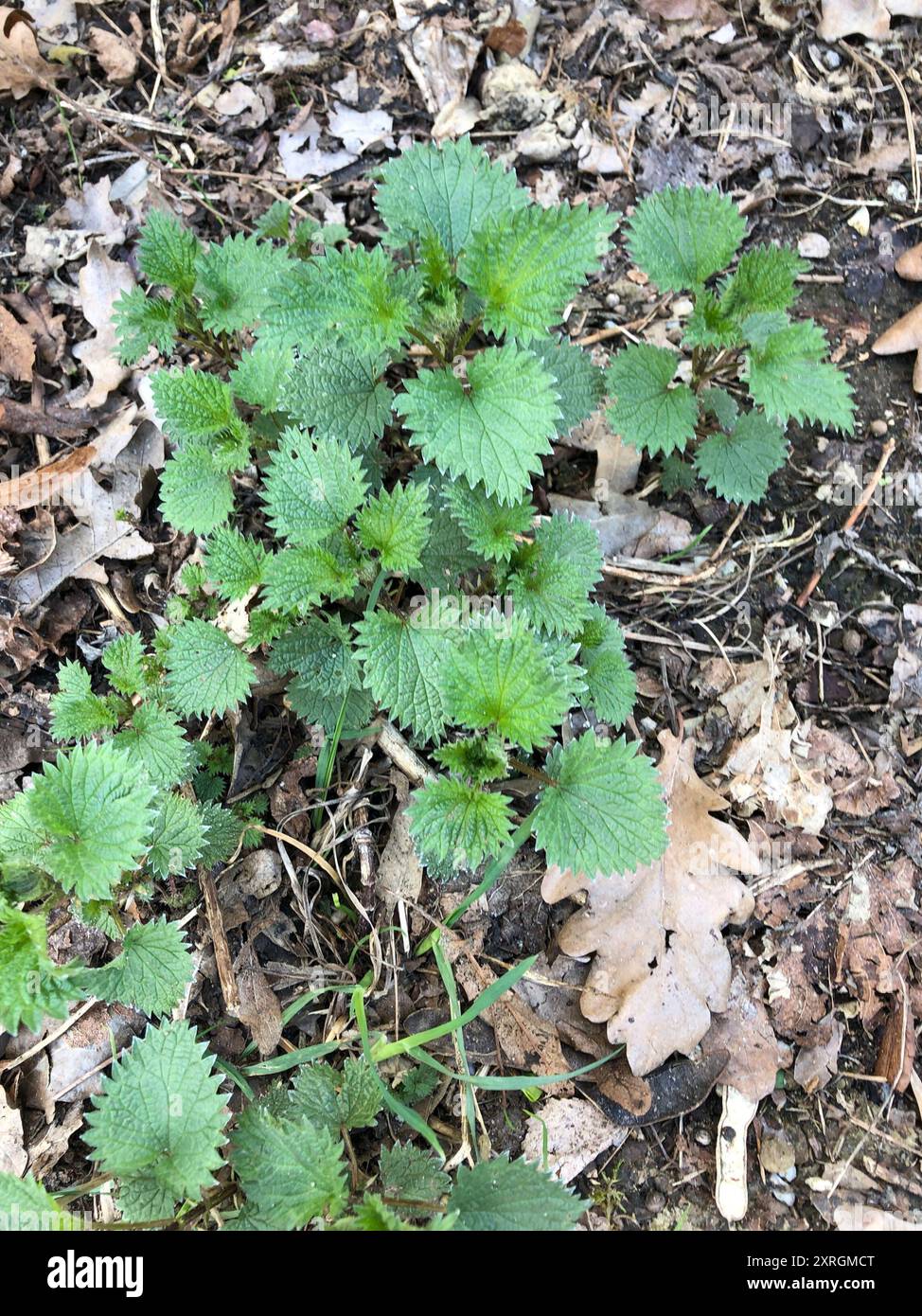 Dwarf Nettle (Urtica urens) Plantae Stock Photo - Alamy