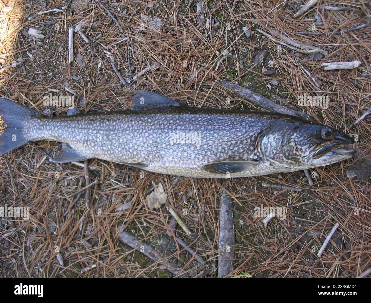 Lake Trout (Salvelinus namaycush) Actinopterygii Stock Photo - Alamy