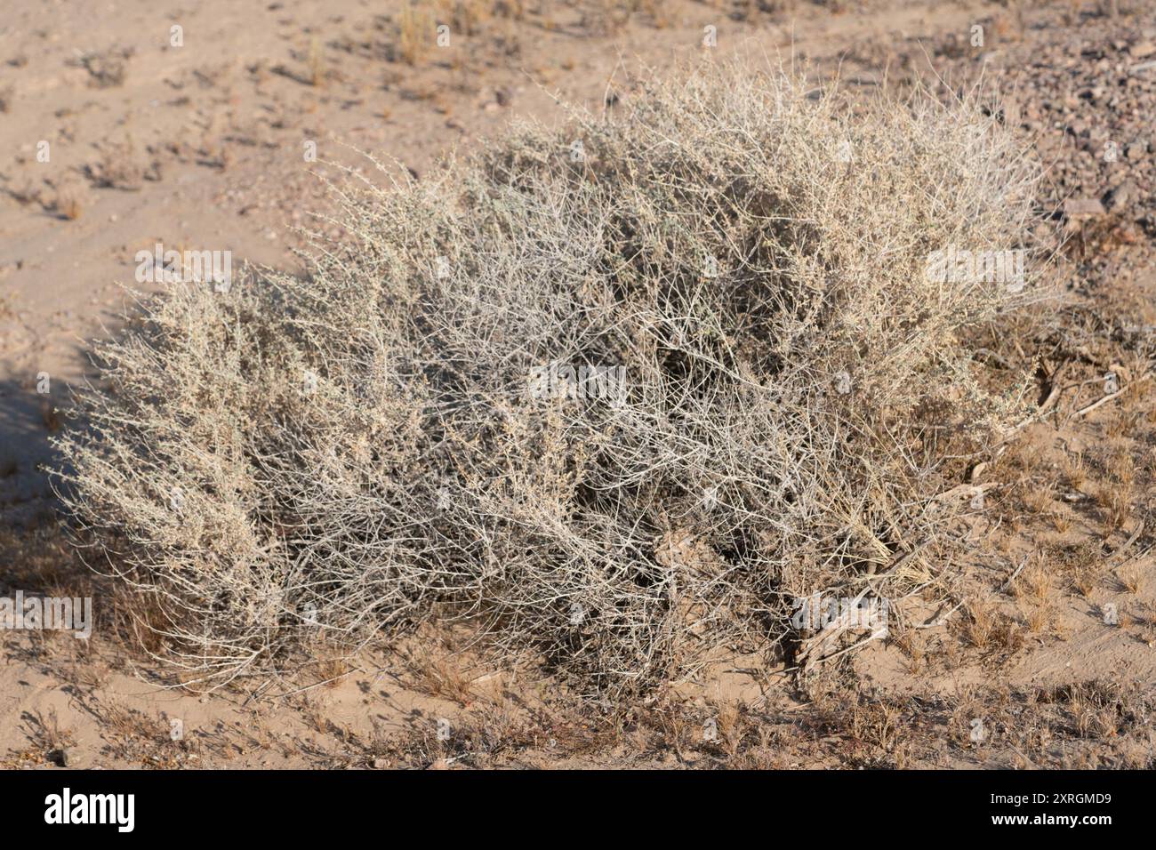 Burrobush (Ambrosia dumosa) Plantae Stock Photo - Alamy