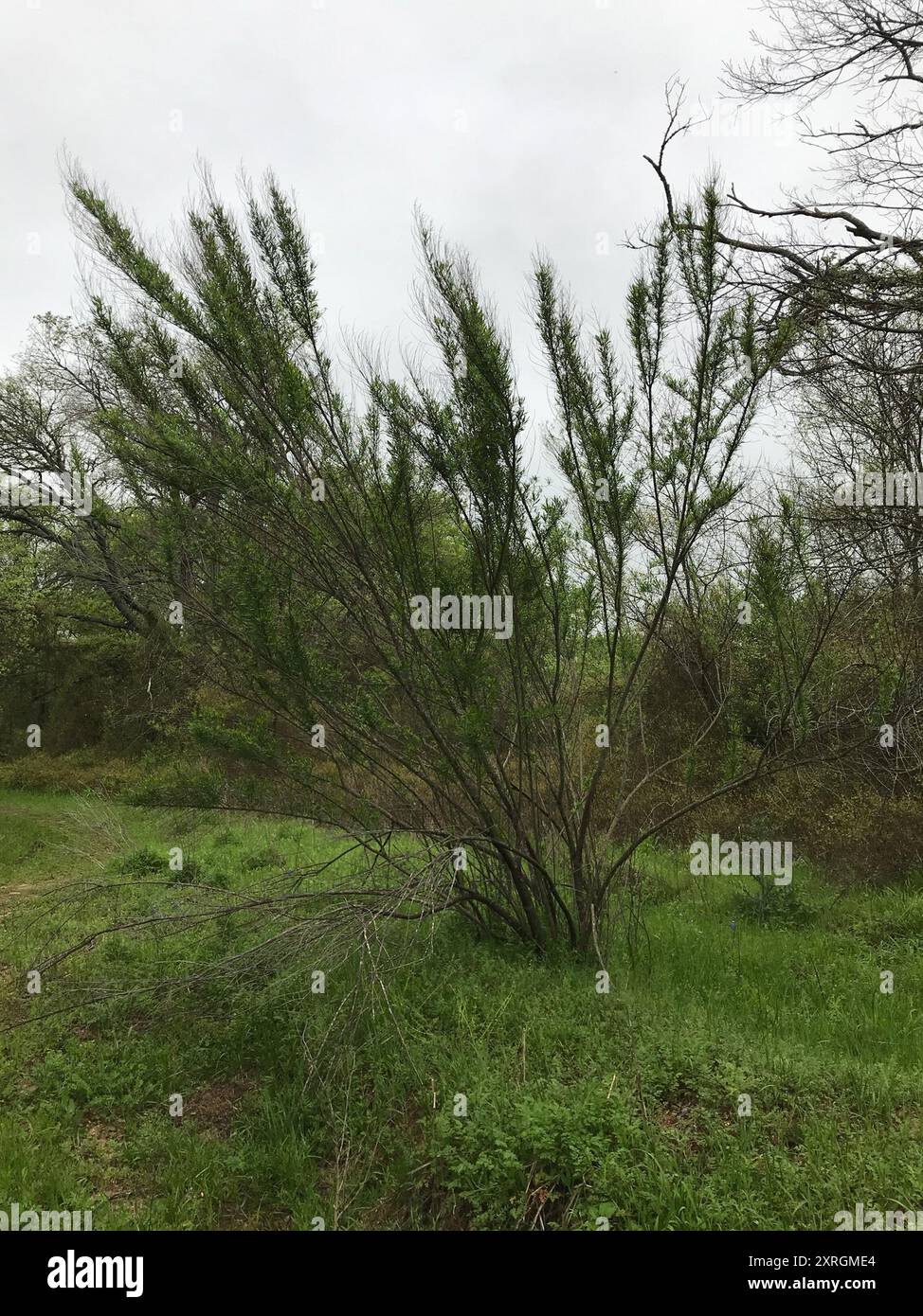 Poverty Weed (Baccharis neglecta) Plantae Stock Photo - Alamy