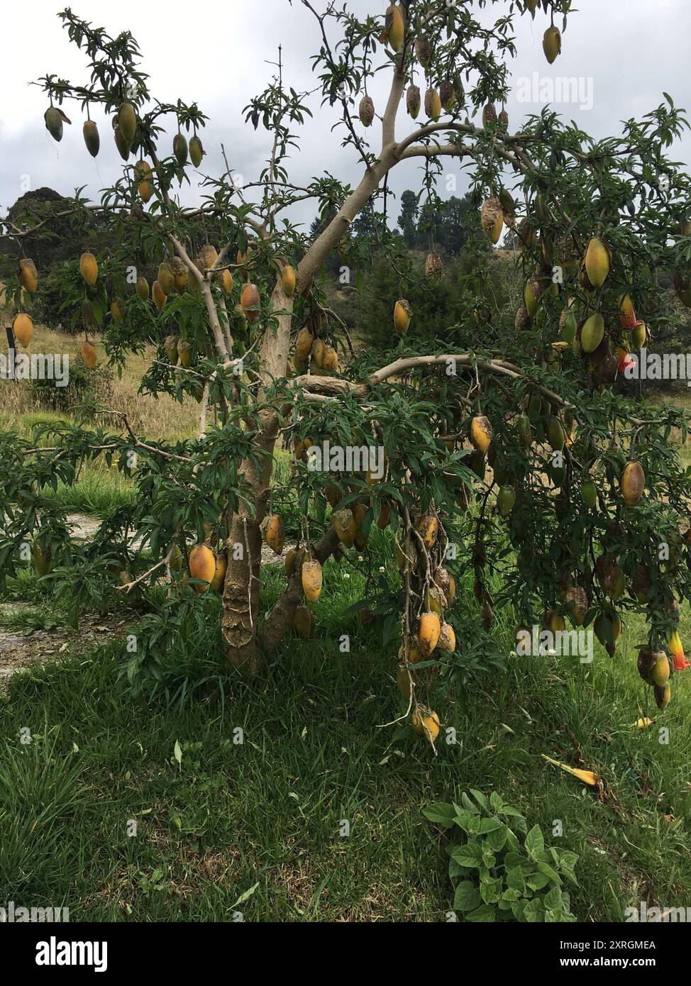 Red Angel's Trumpet (Brugmansia sanguinea) Plantae Stock Photo - Alamy