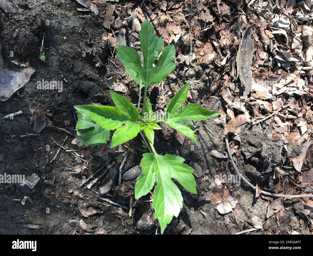 giant ragweed (Ambrosia trifida) Plantae Stock Photo - Alamy
