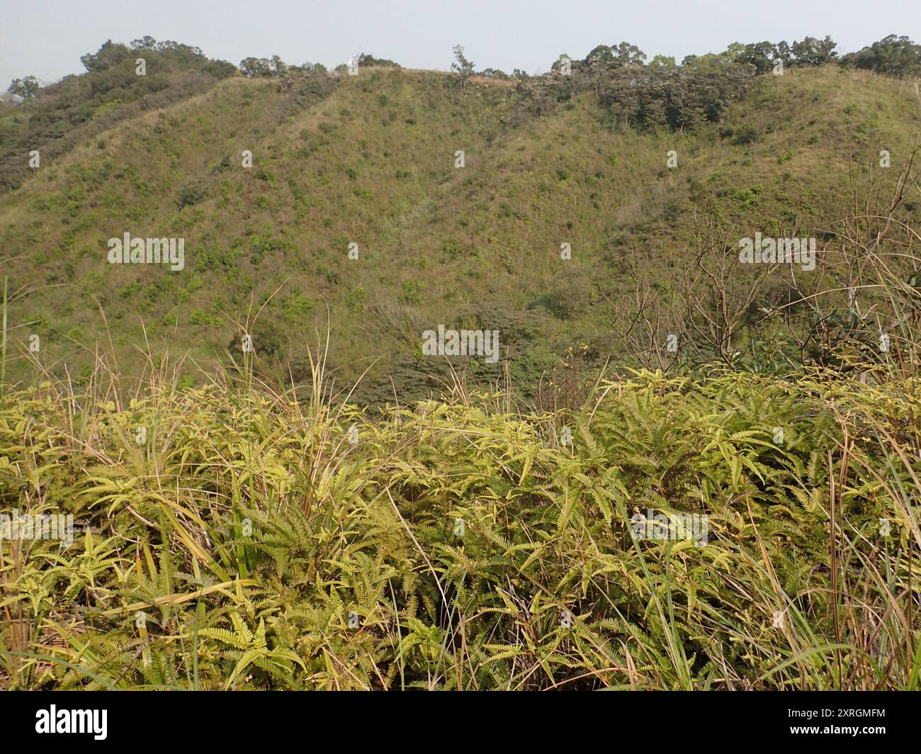 false staghorn fern (Dicranopteris linearis) Plantae Stock Photo - Alamy