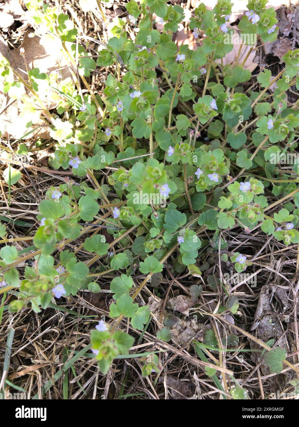 Pink Ivy-leaved Speedwell (Veronica sublobata) Plantae Stock Photo - Alamy