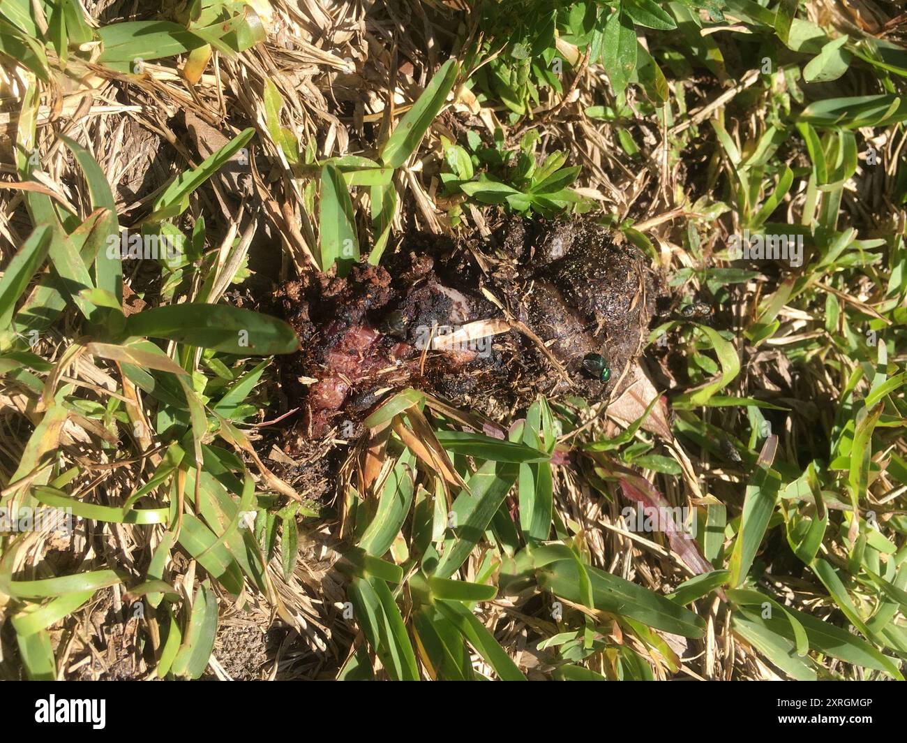 Carnivorans (Carnivora) Mammalia Stock Photo - Alamy