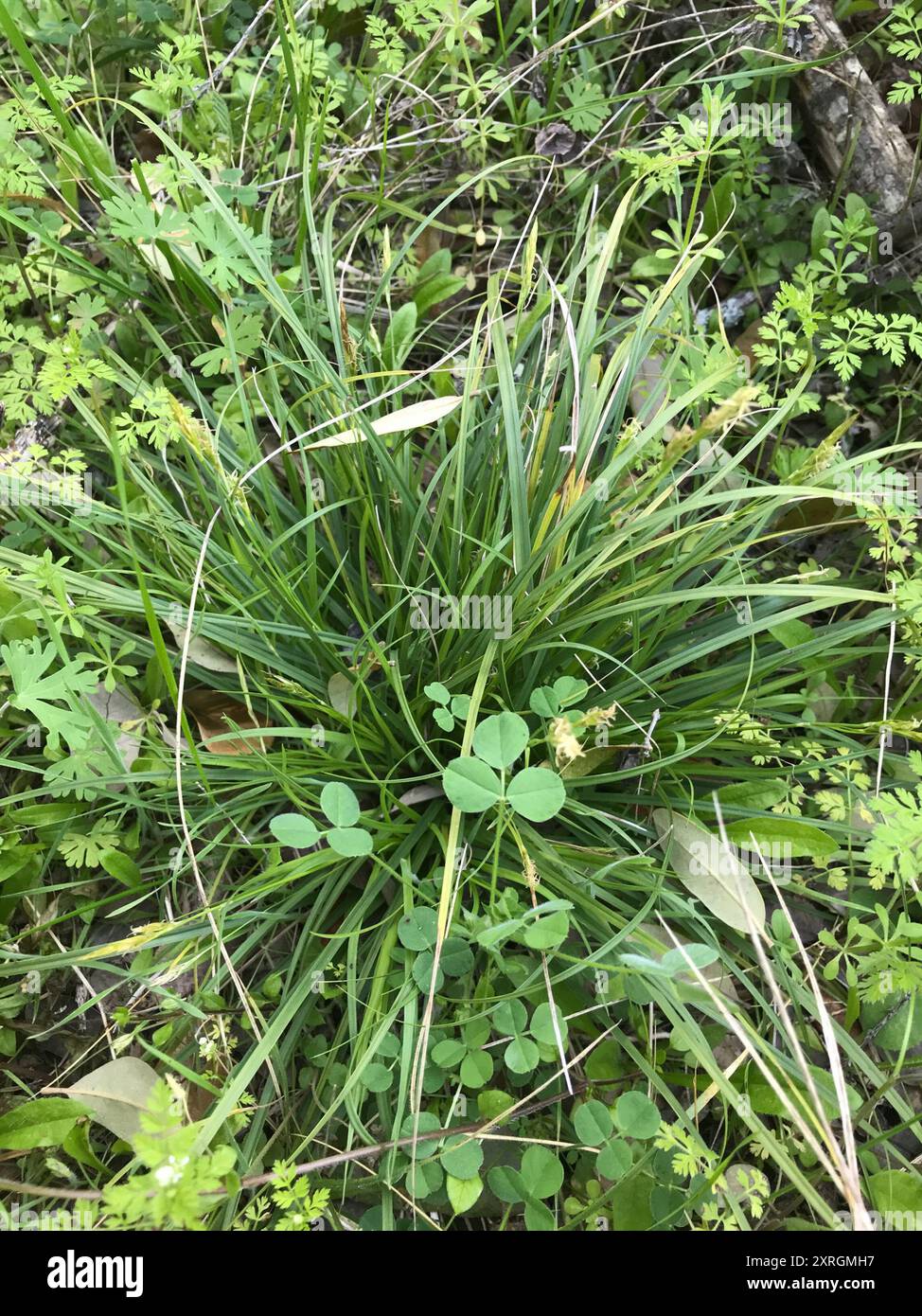 cedar sedge (Carex planostachys) Plantae Stock Photo - Alamy