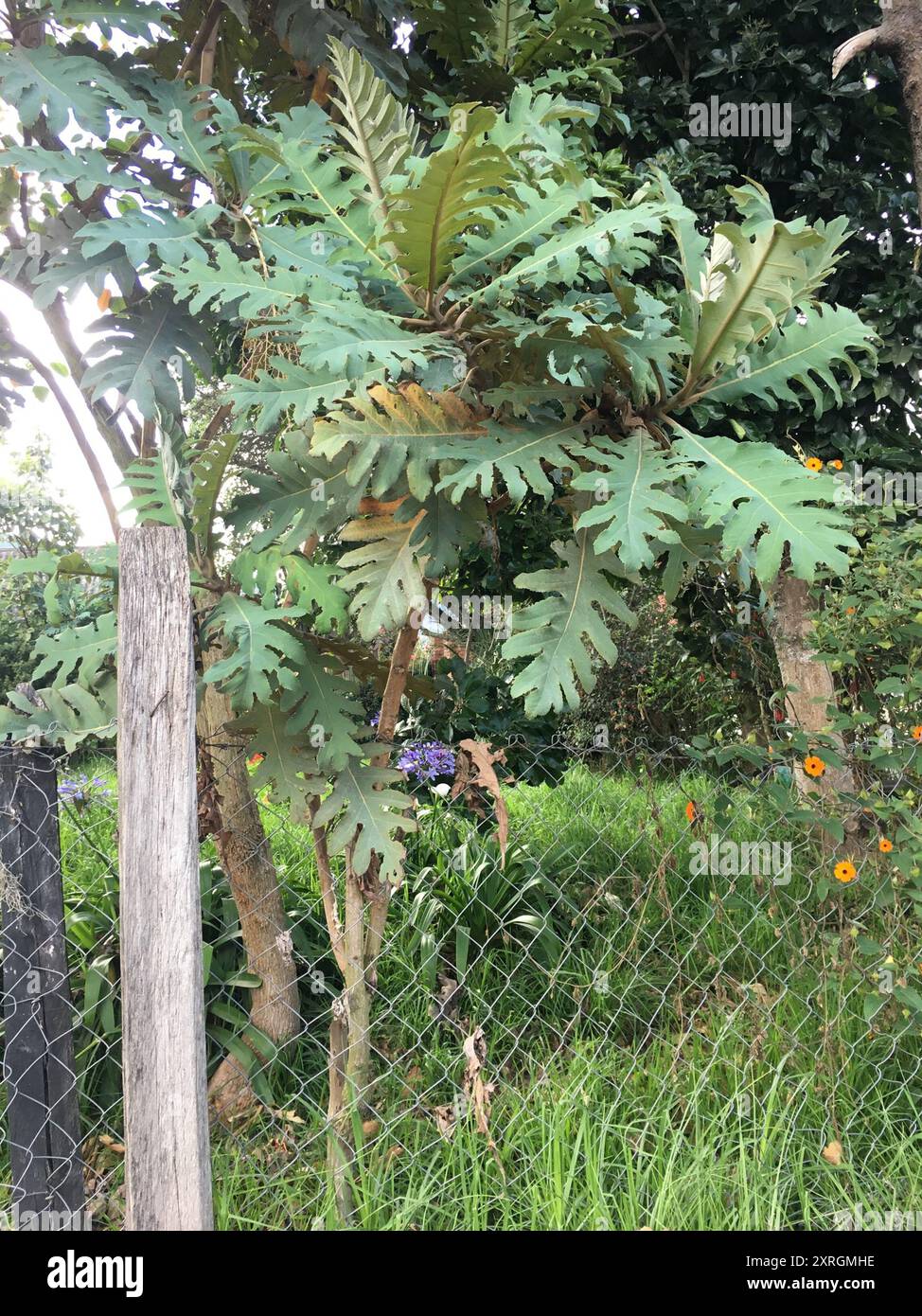 Parrotweed (Bocconia frutescens) Plantae Stock Photo - Alamy