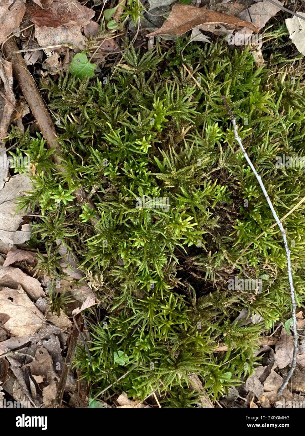 American Tree Moss (Climacium americanum) Plantae Stock Photo - Alamy