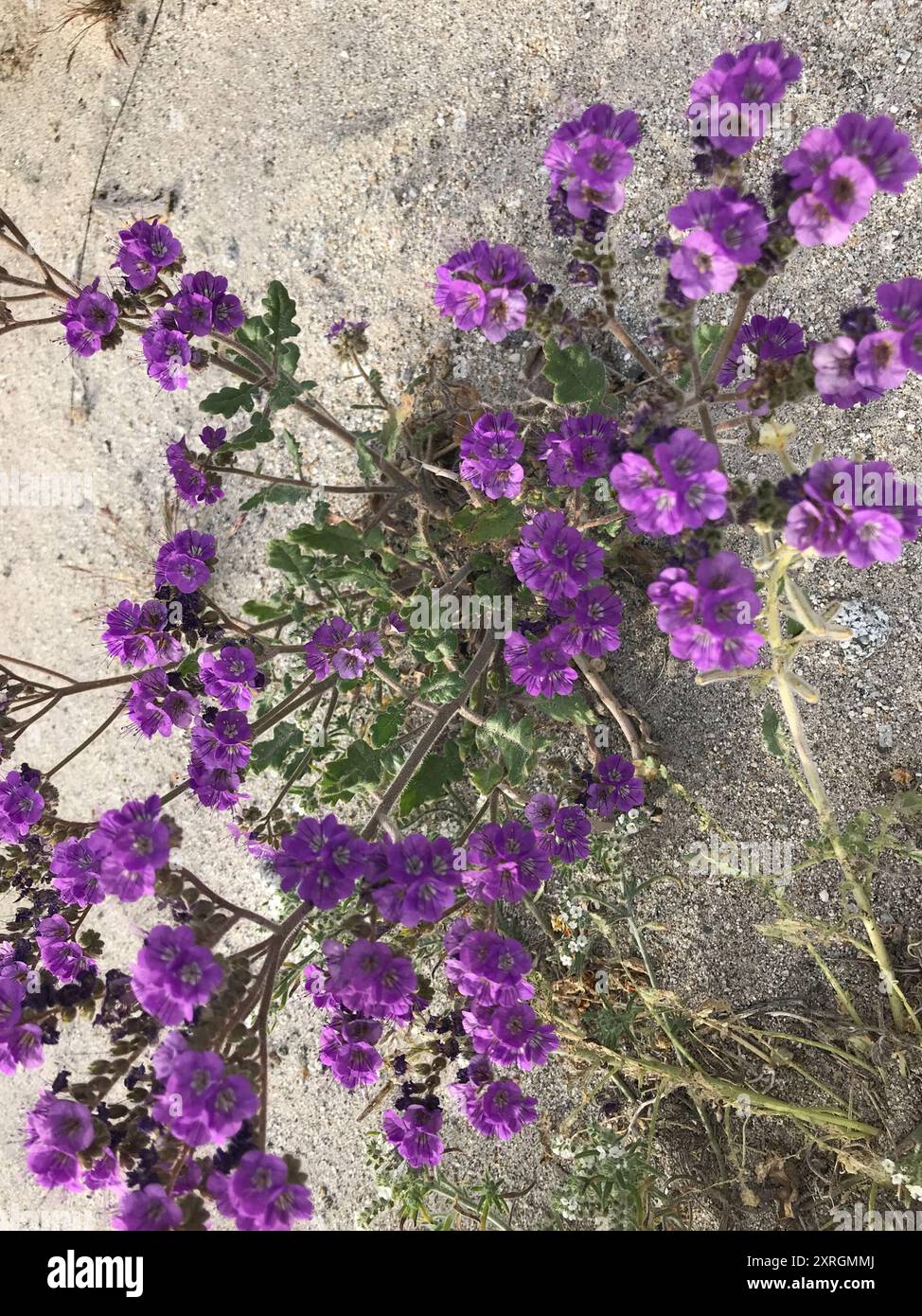 Notch-leaf Scorpionweed (Phacelia crenulata) Plantae Stock Photo - Alamy