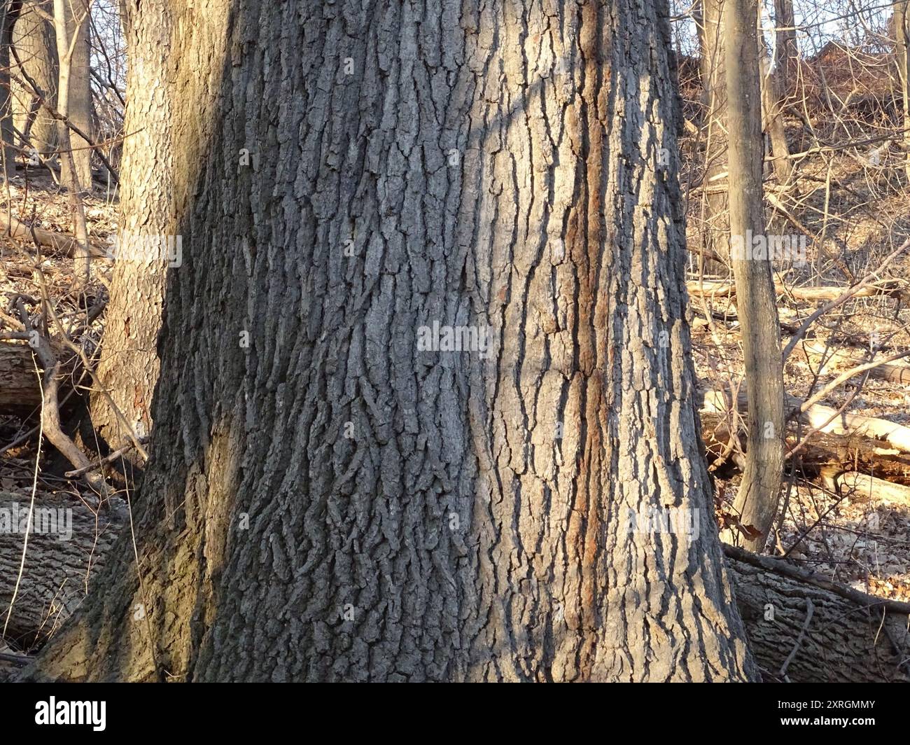 oaks (Quercus) Plantae Stock Photo - Alamy