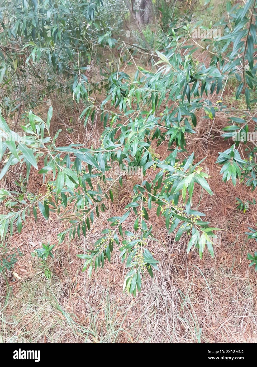 African olive (Olea europaea cuspidata) Plantae Stock Photo - Alamy