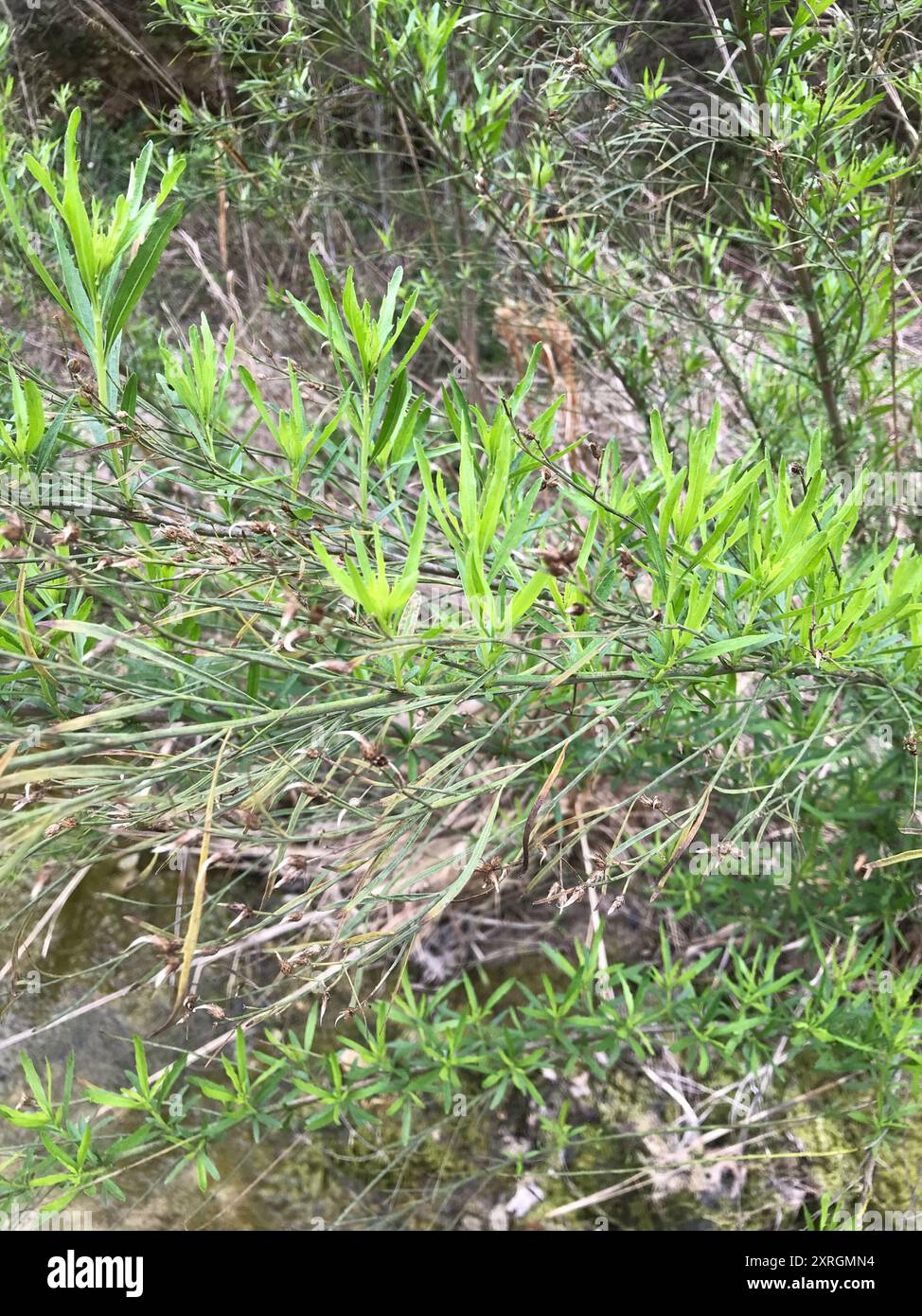 Poverty Weed (Baccharis neglecta) Plantae Stock Photo - Alamy