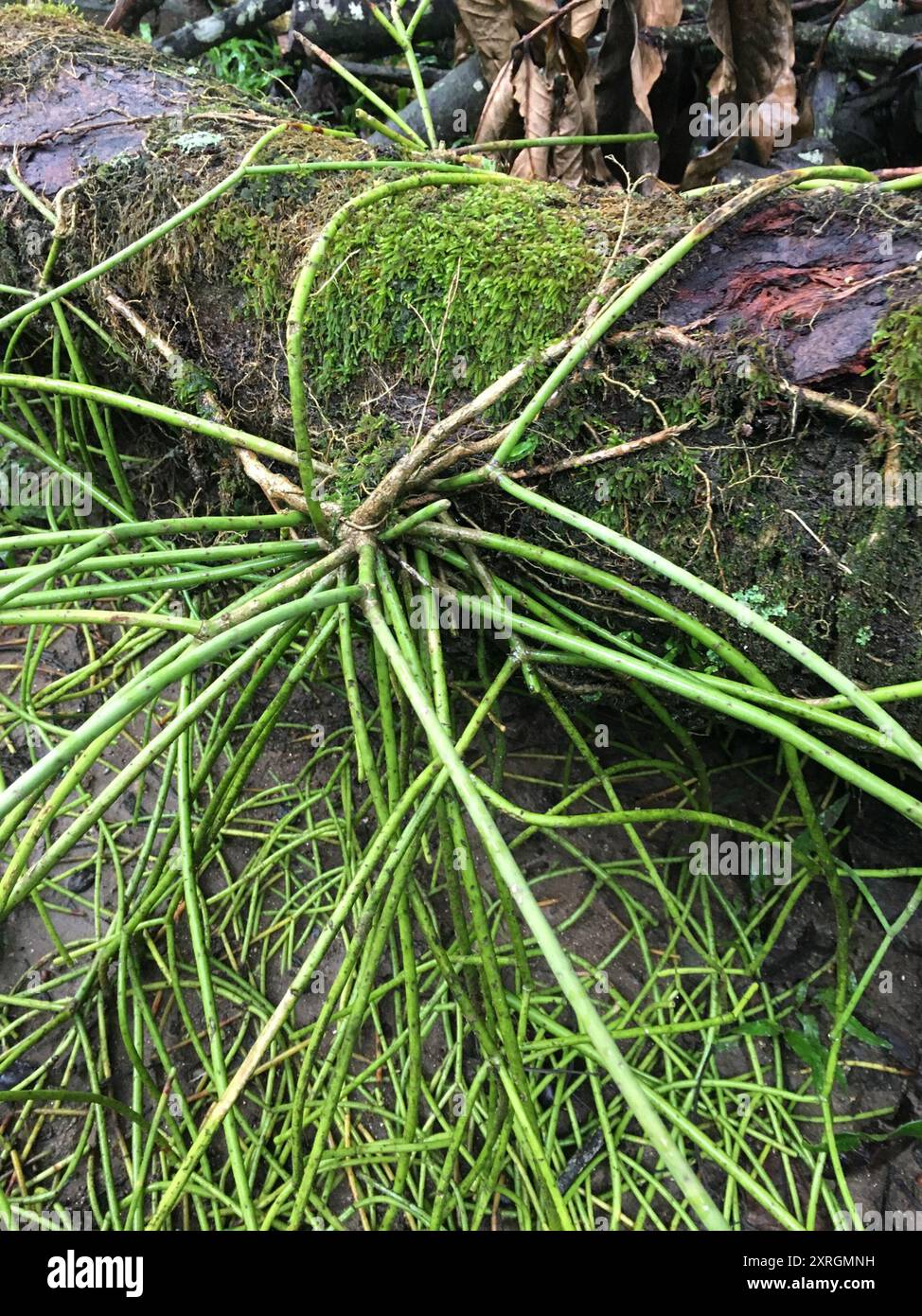 Mistletoe Cactus (Rhipsalis baccifera) Plantae Stock Photo - Alamy