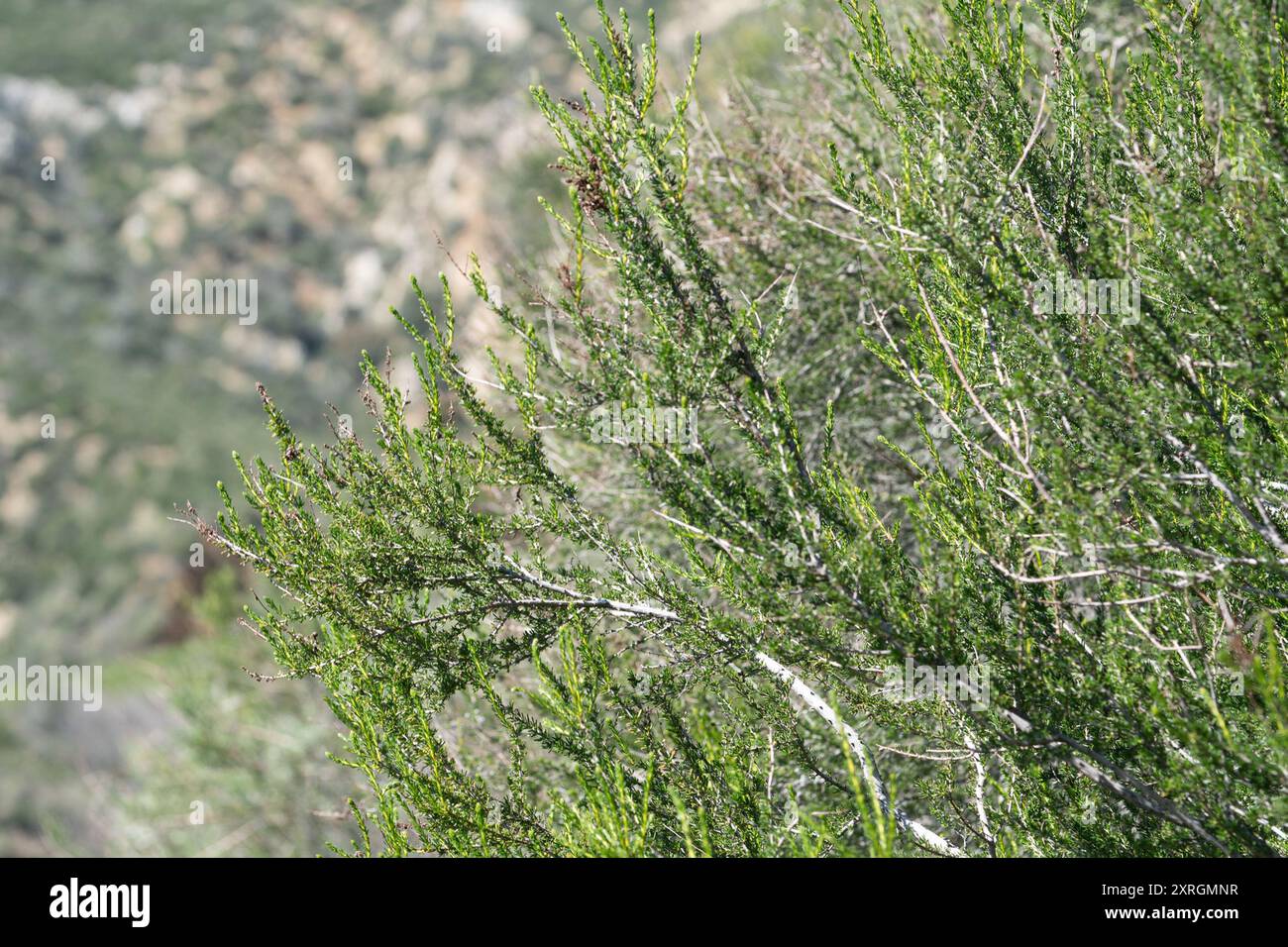 chamise (Adenostoma fasciculatum) Plantae Stock Photo - Alamy