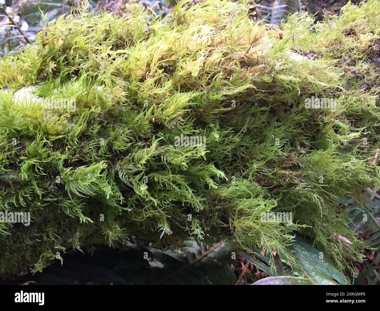 Common Feather-moss (Kindbergia praelonga) Plantae Stock Photo - Alamy