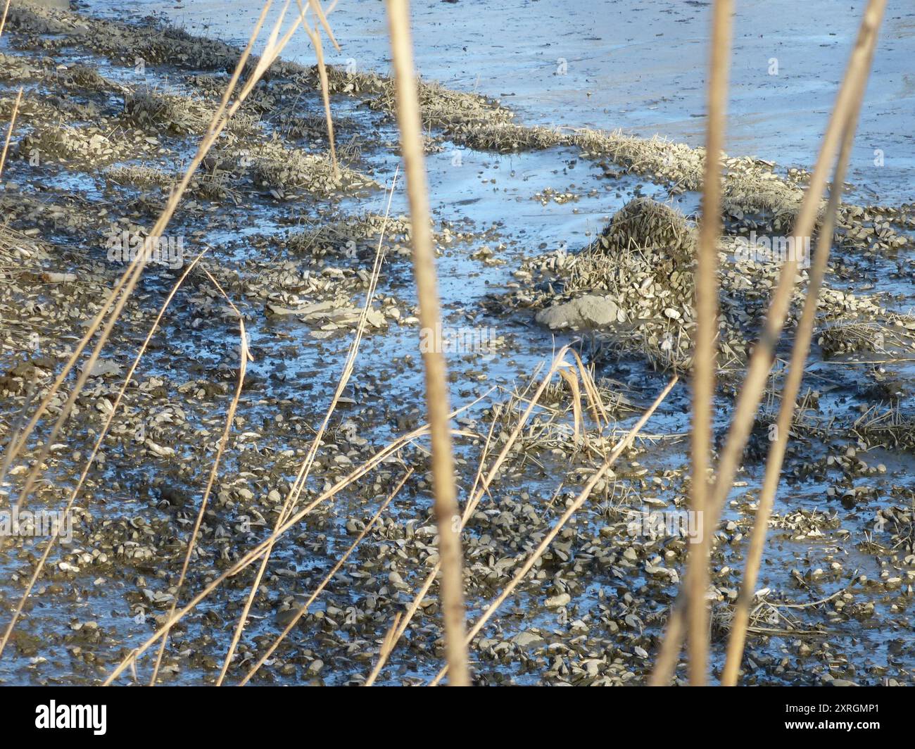 Atlantic Ribbed Mussel (Geukensia demissa) Mollusca Stock Photo - Alamy