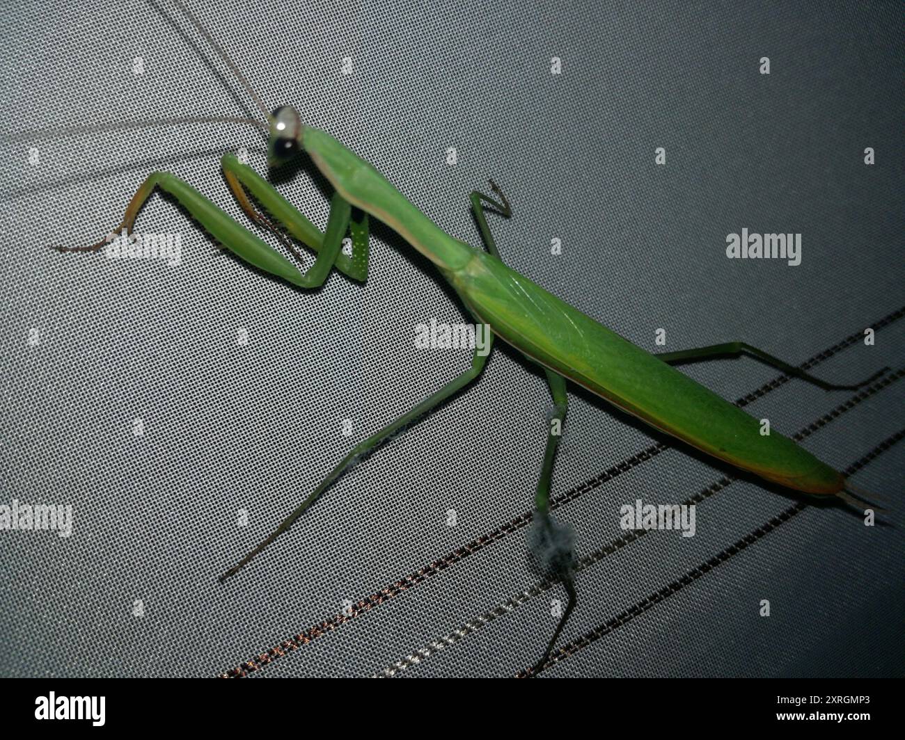 European Mantis (Mantis religiosa) Insecta Stock Photo - Alamy