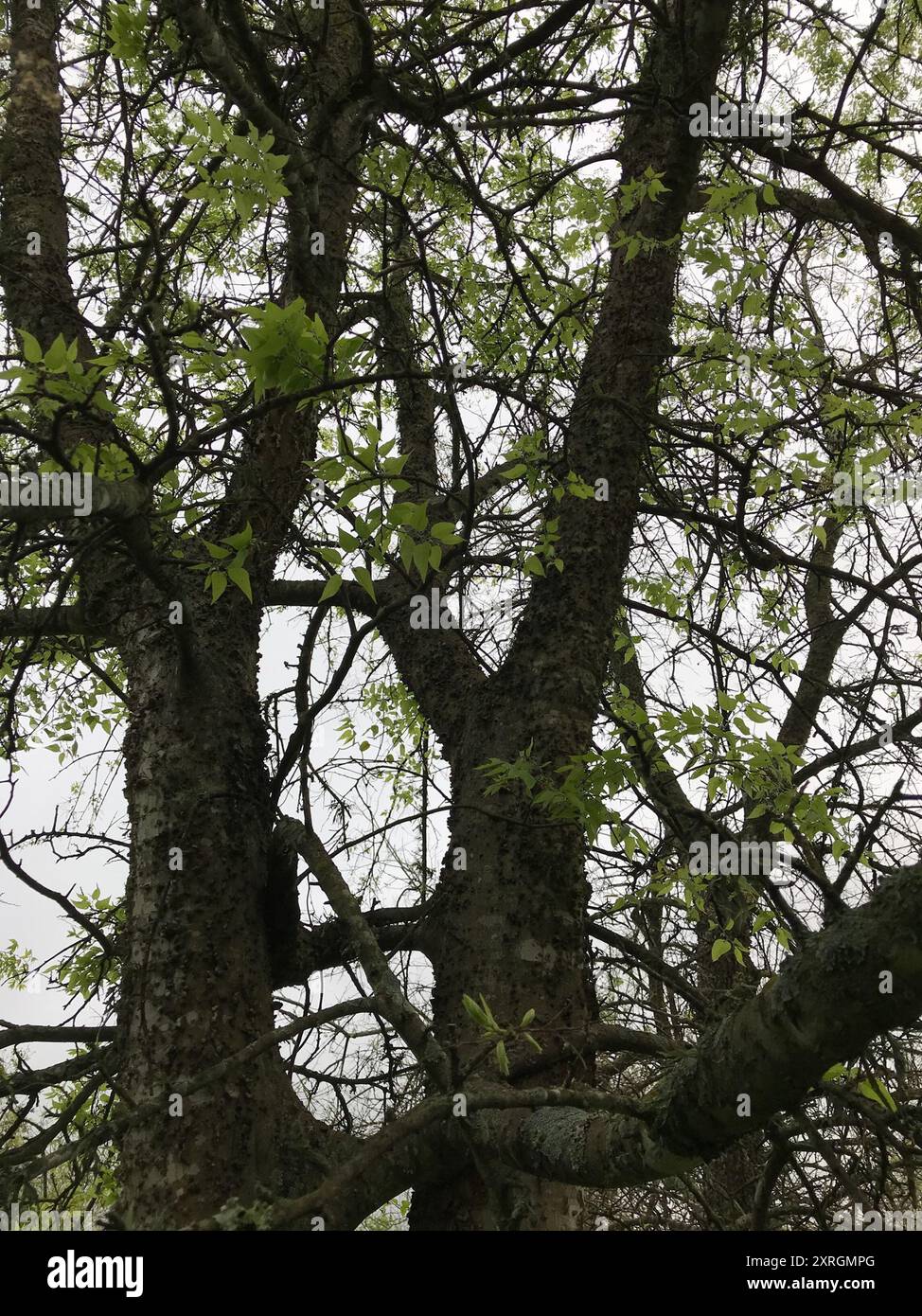 sugar hackberry (Celtis laevigata) Plantae Stock Photo - Alamy