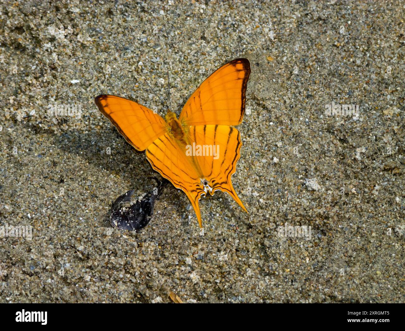 Marpesia berania hi-res stock photography and images - Alamy