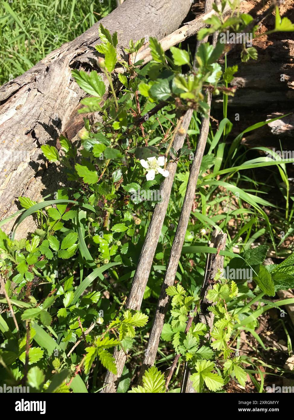 southern dewberry (Rubus trivialis) Plantae Stock Photo - Alamy