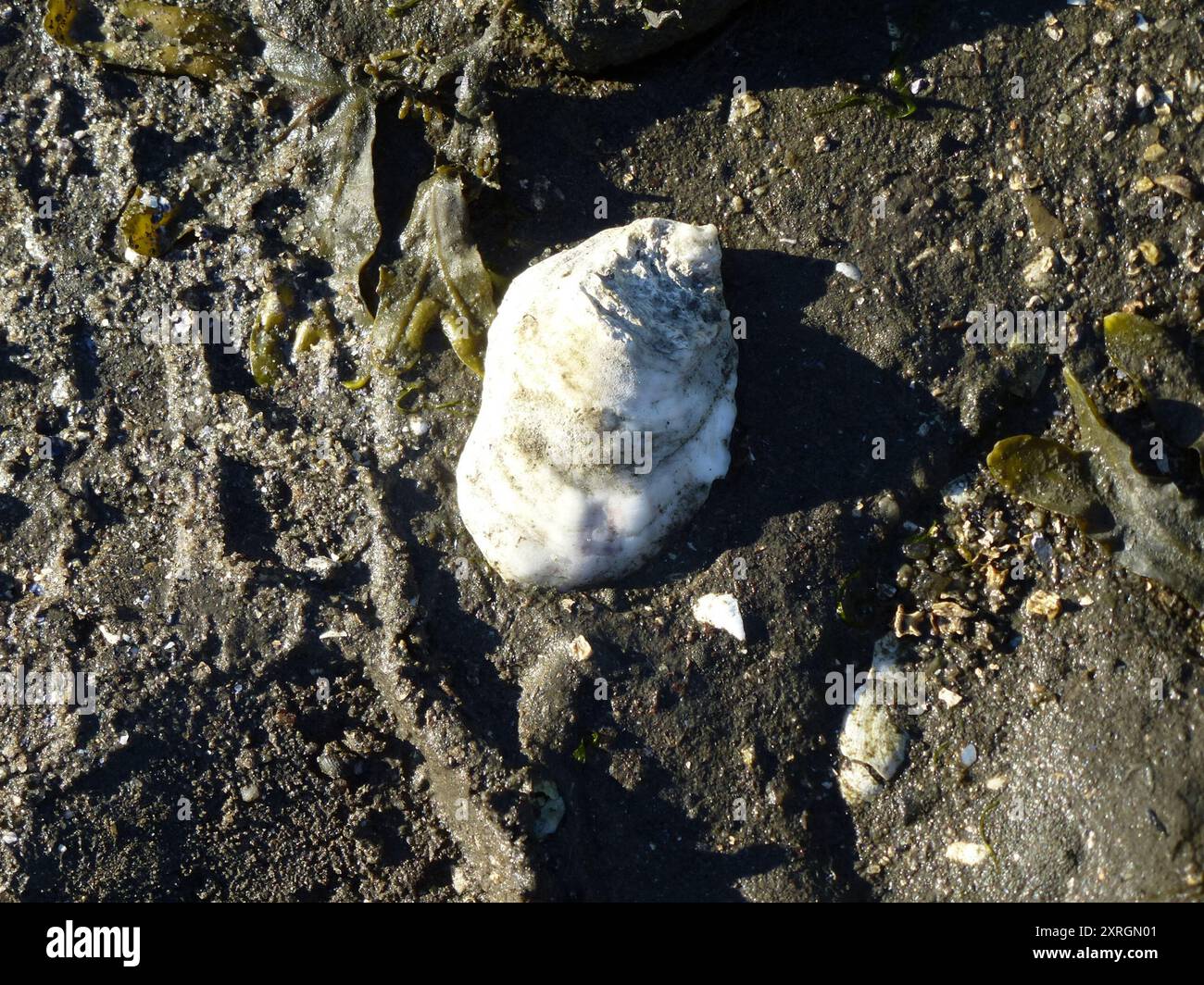 Eastern Oyster (Crassostrea virginica) Mollusca Stock Photo - Alamy