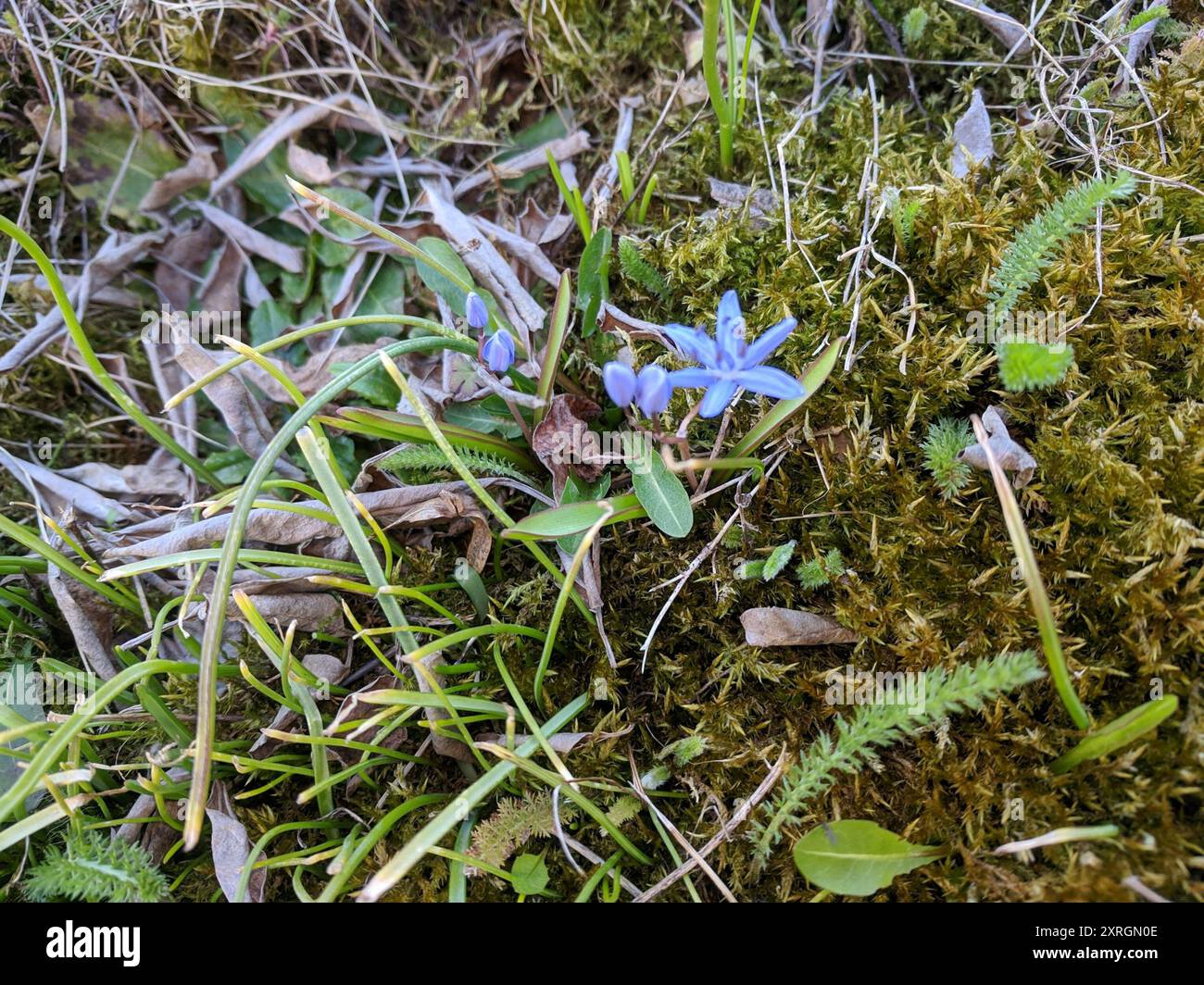 Alpine Squill (Scilla bifolia) Plantae Stock Photo - Alamy