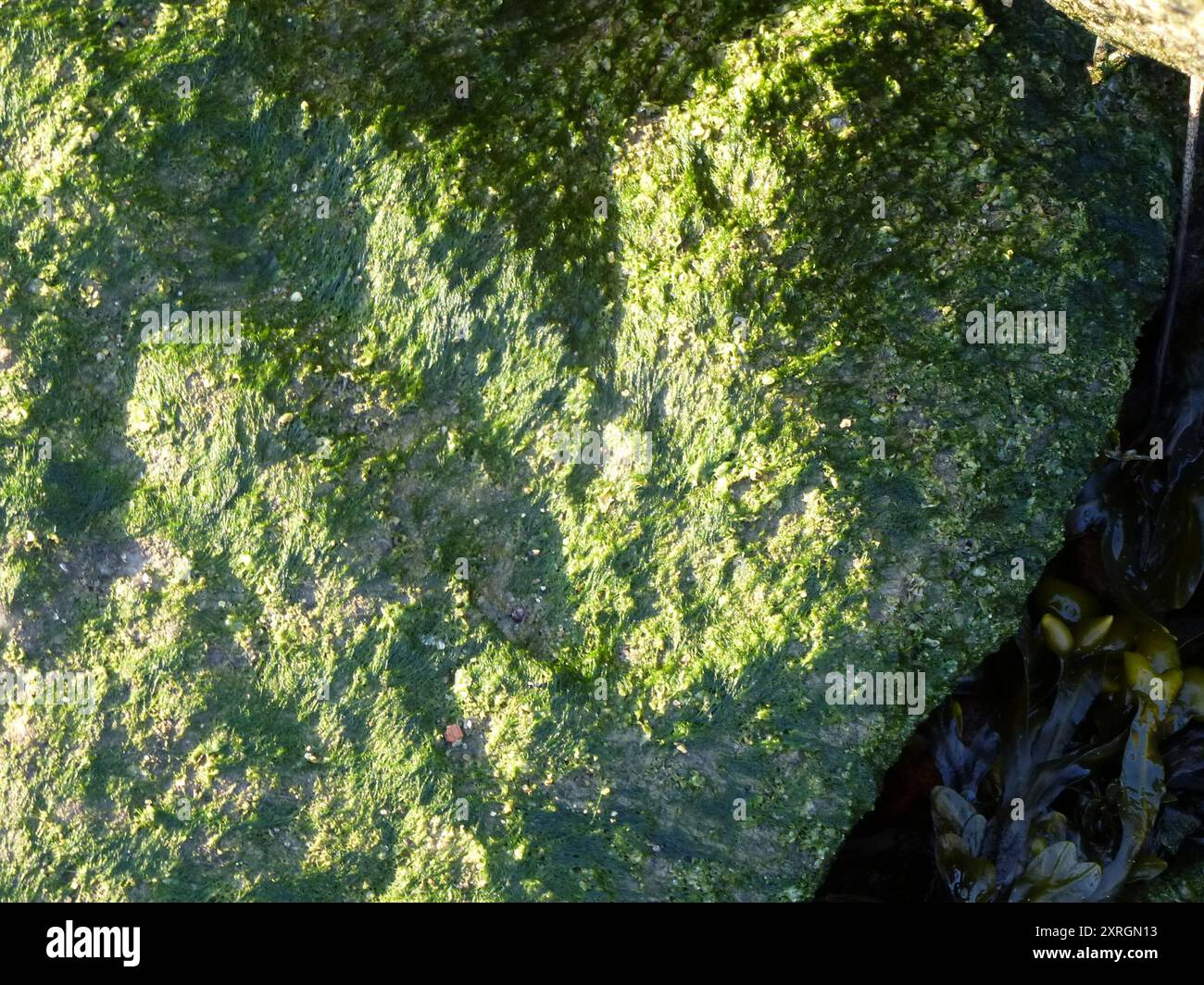 green algae (Chlorophyta) Plantae Stock Photo - Alamy