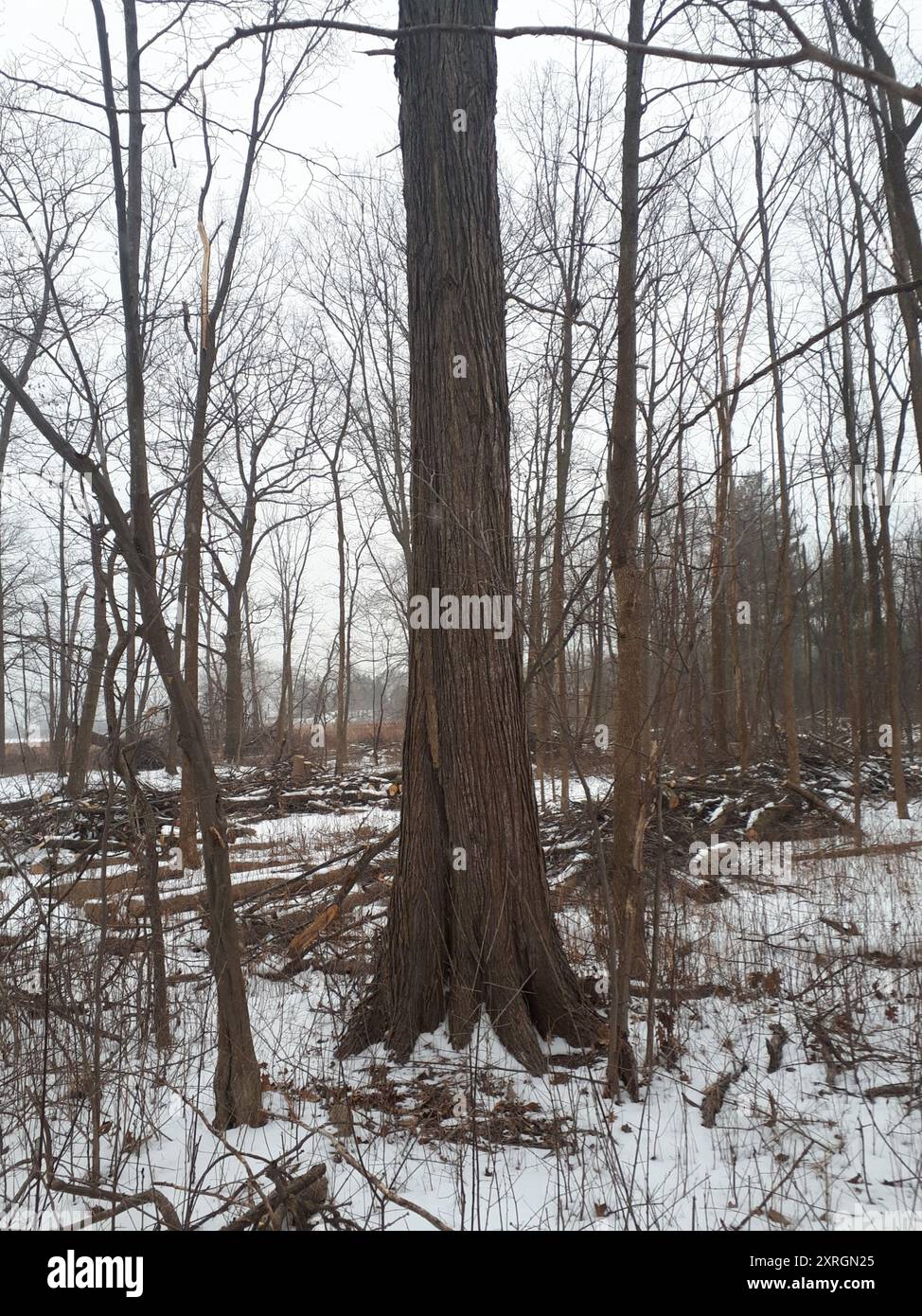bur oak (Quercus macrocarpa) Plantae Stock Photo - Alamy