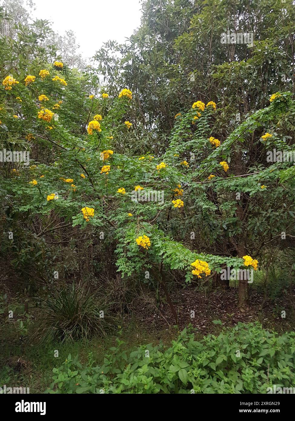 Christmas Senna (Senna pendula) Plantae Stock Photo - Alamy