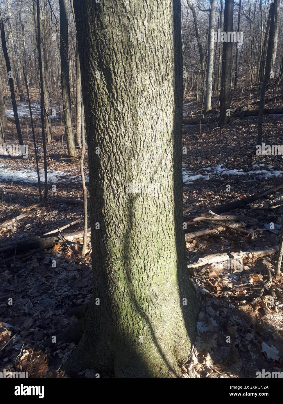 bitternut hickory (Carya cordiformis) Plantae Stock Photo - Alamy