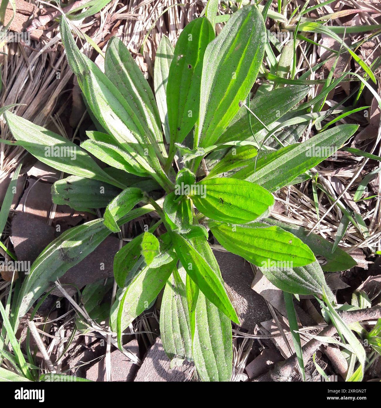 ribwort plantain (Plantago lanceolata) Plantae Stock Photo - Alamy
