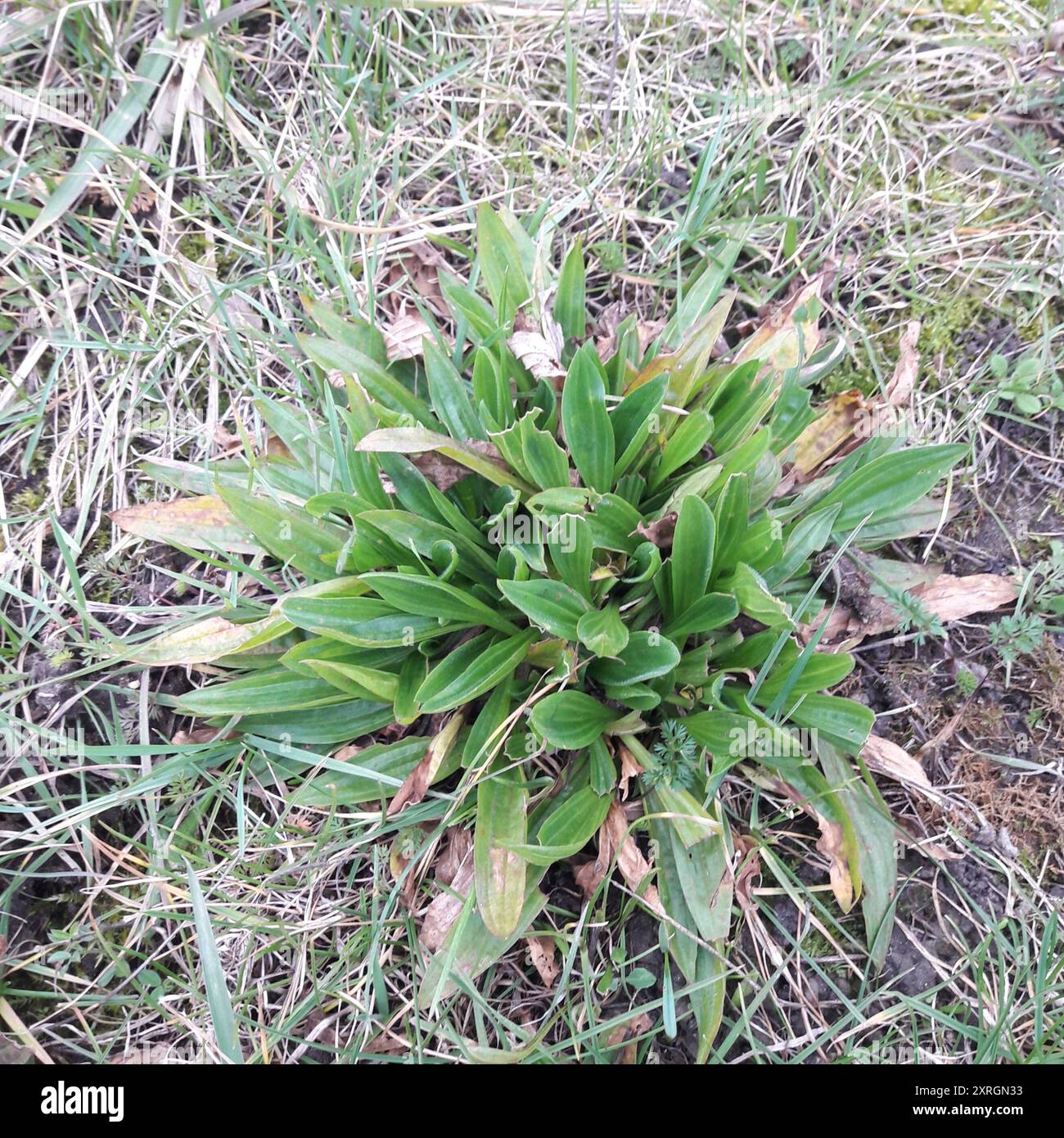 ribwort plantain (Plantago lanceolata) Plantae Stock Photo - Alamy