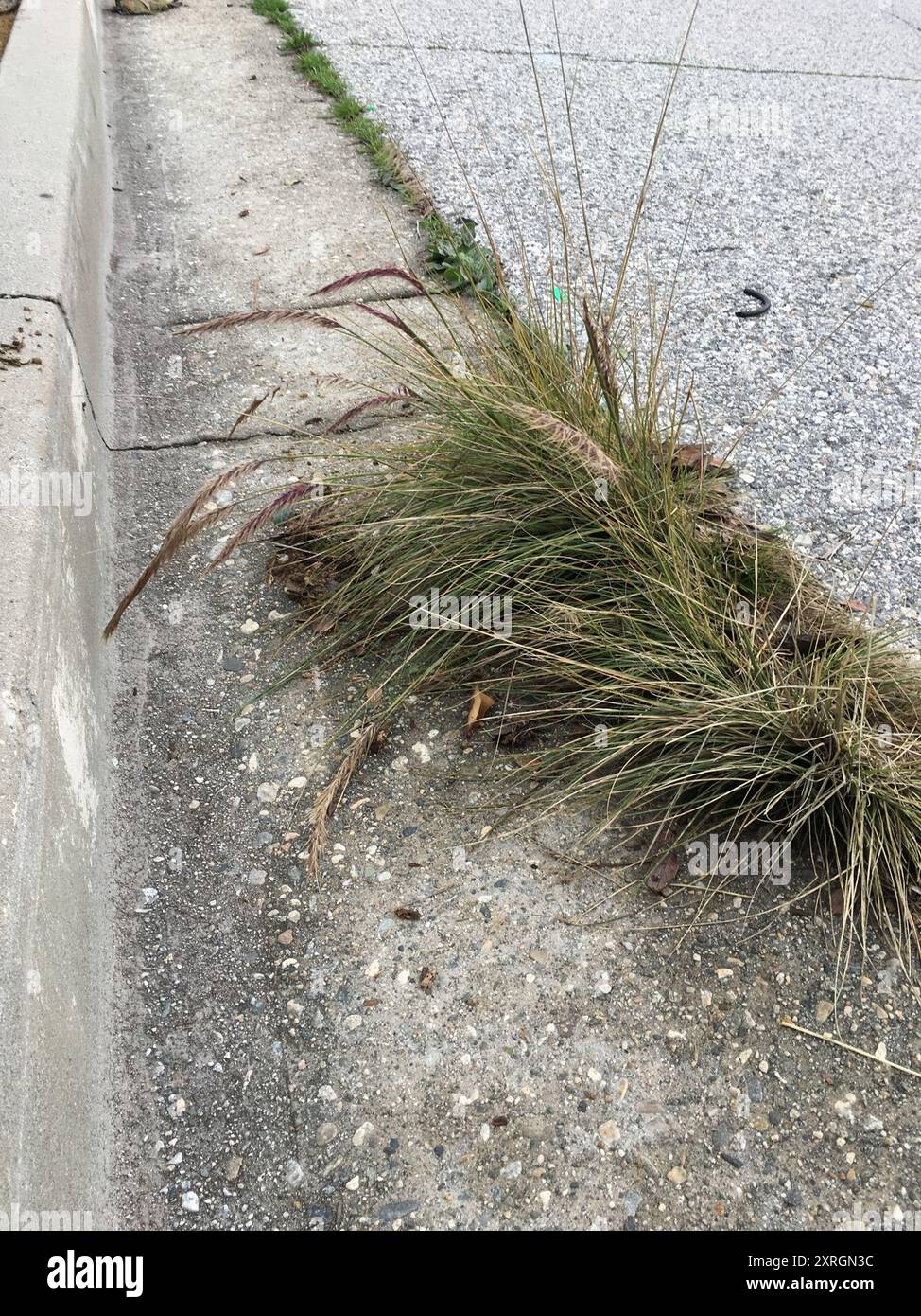 Fountain Grass (Cenchrus setaceus) Plantae Stock Photo - Alamy