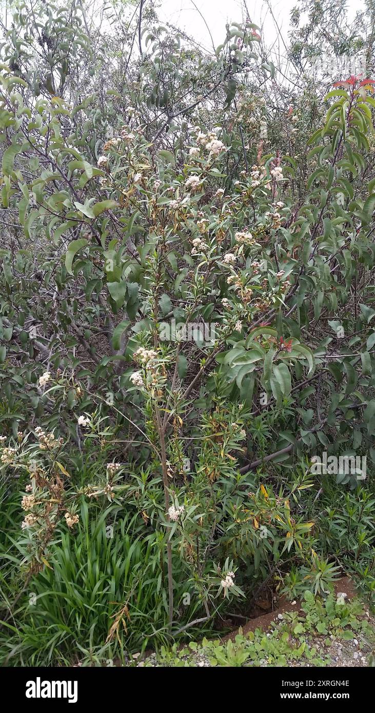 mule fat (Baccharis salicifolia) Plantae Stock Photo - Alamy