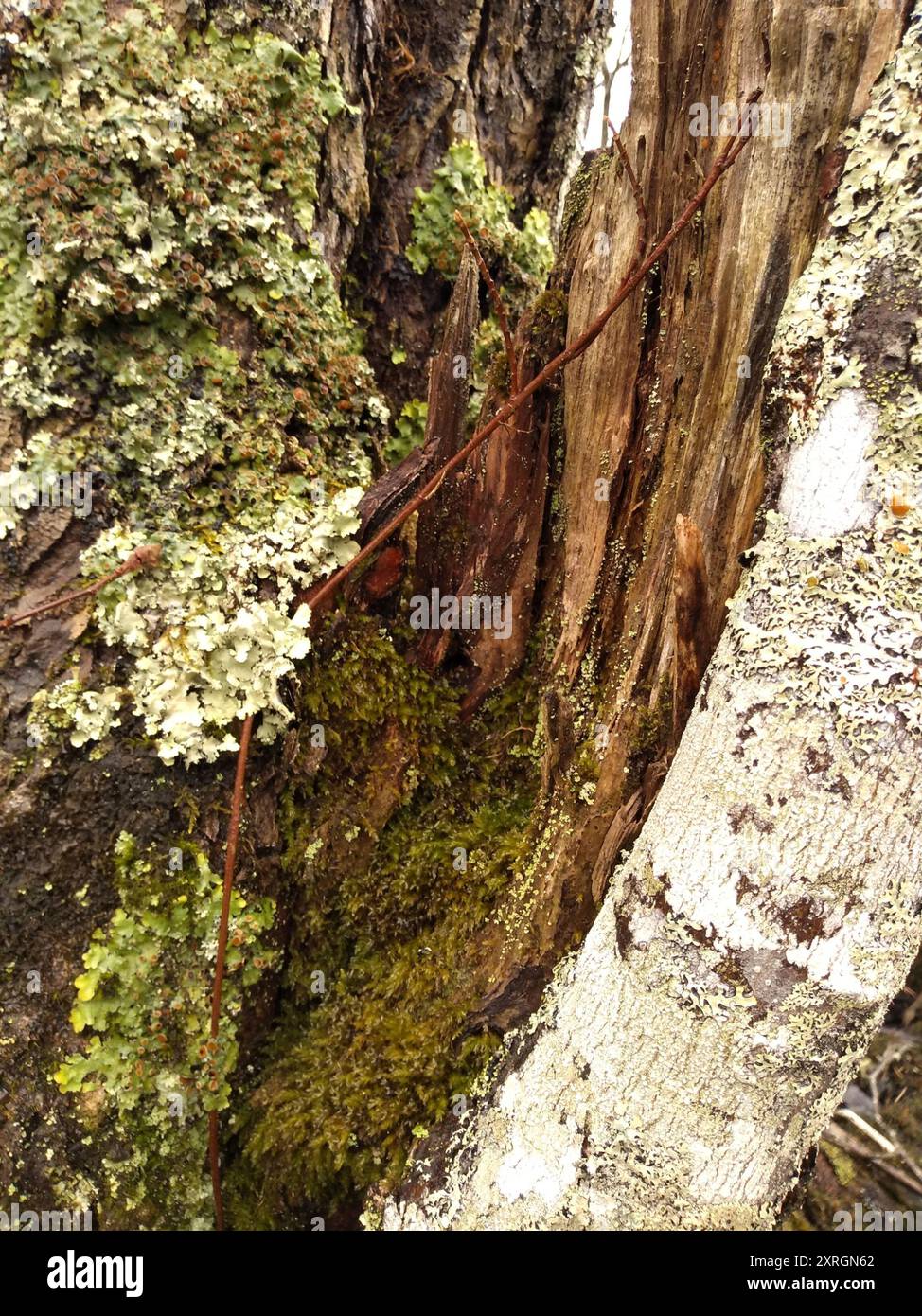 eastern poison ivy (Toxicodendron radicans) Plantae Stock Photo - Alamy