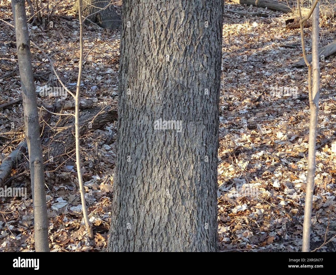 bitternut hickory (Carya cordiformis) Plantae Stock Photo - Alamy