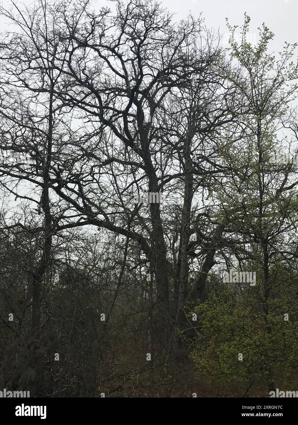 post oak (Quercus stellata) Plantae Stock Photo - Alamy