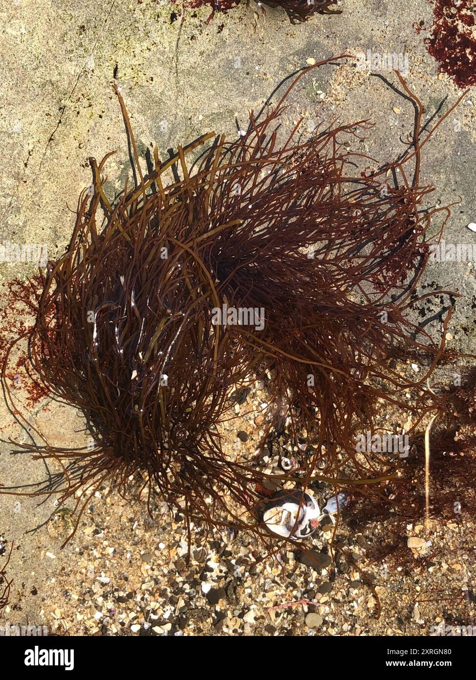 red algae (Rhodophyta) Plantae Stock Photo - Alamy