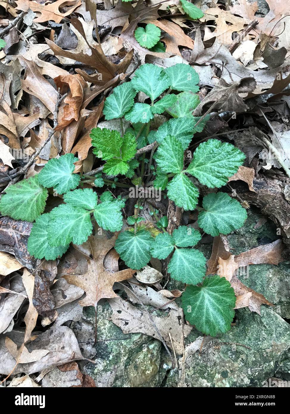 white avens (Geum canadense) Plantae Stock Photo - Alamy