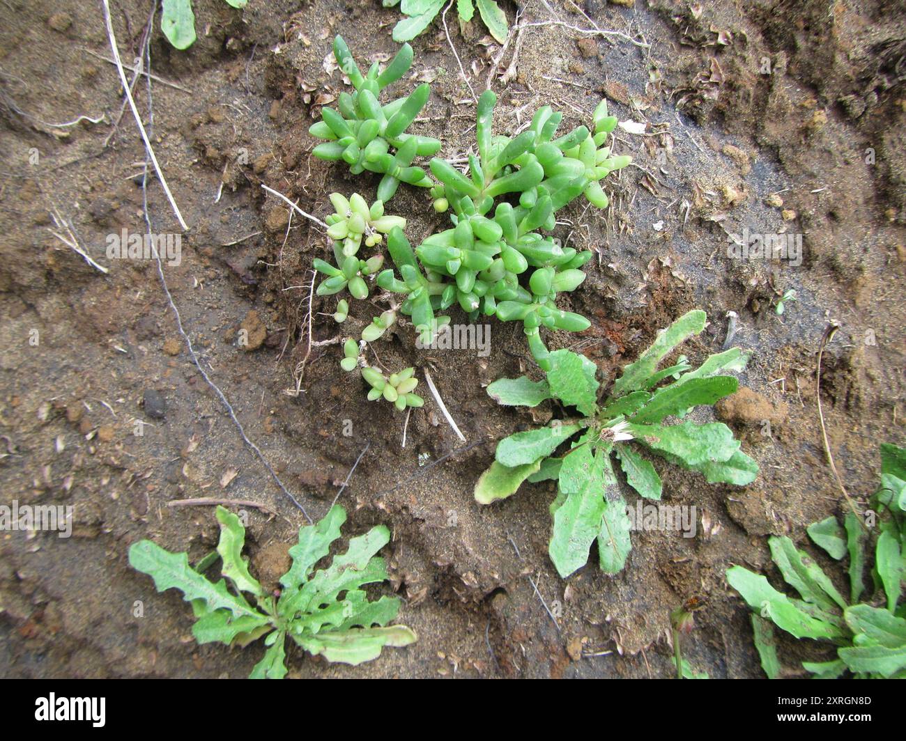 New Zealand Ice Plant (Disphyma australe australe) Plantae Stock Photo ...
