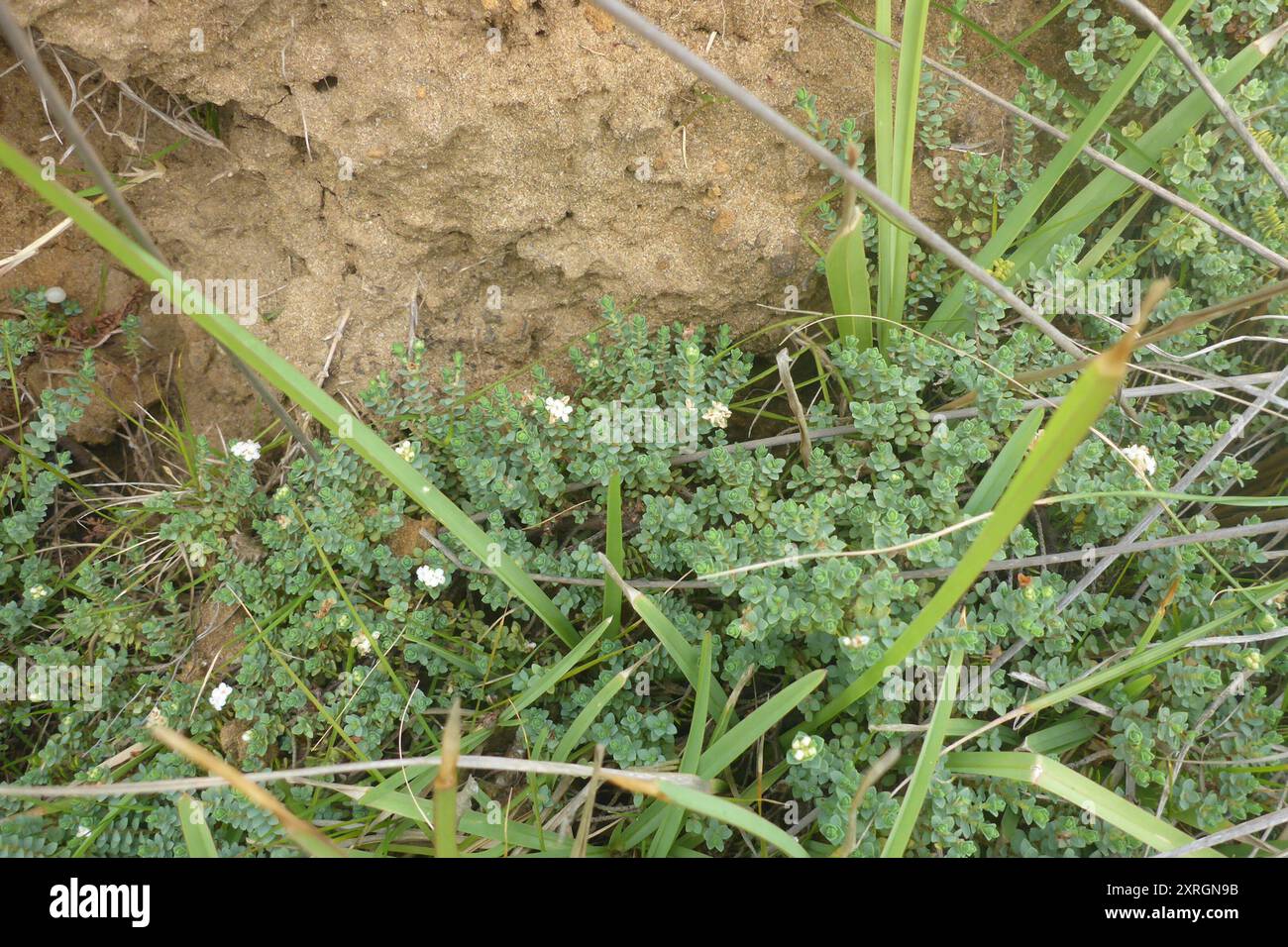 New Zealand Daphne (Pimelea prostrata) Plantae Stock Photo - Alamy