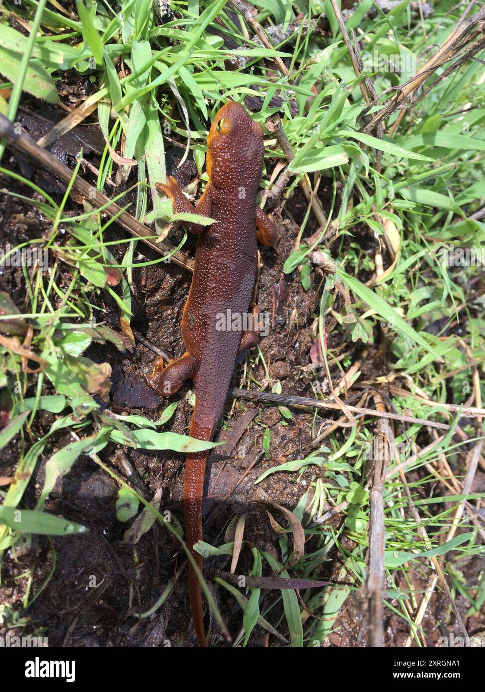 California Newt (Taricha torosa) Amphibia Stock Photo - Alamy