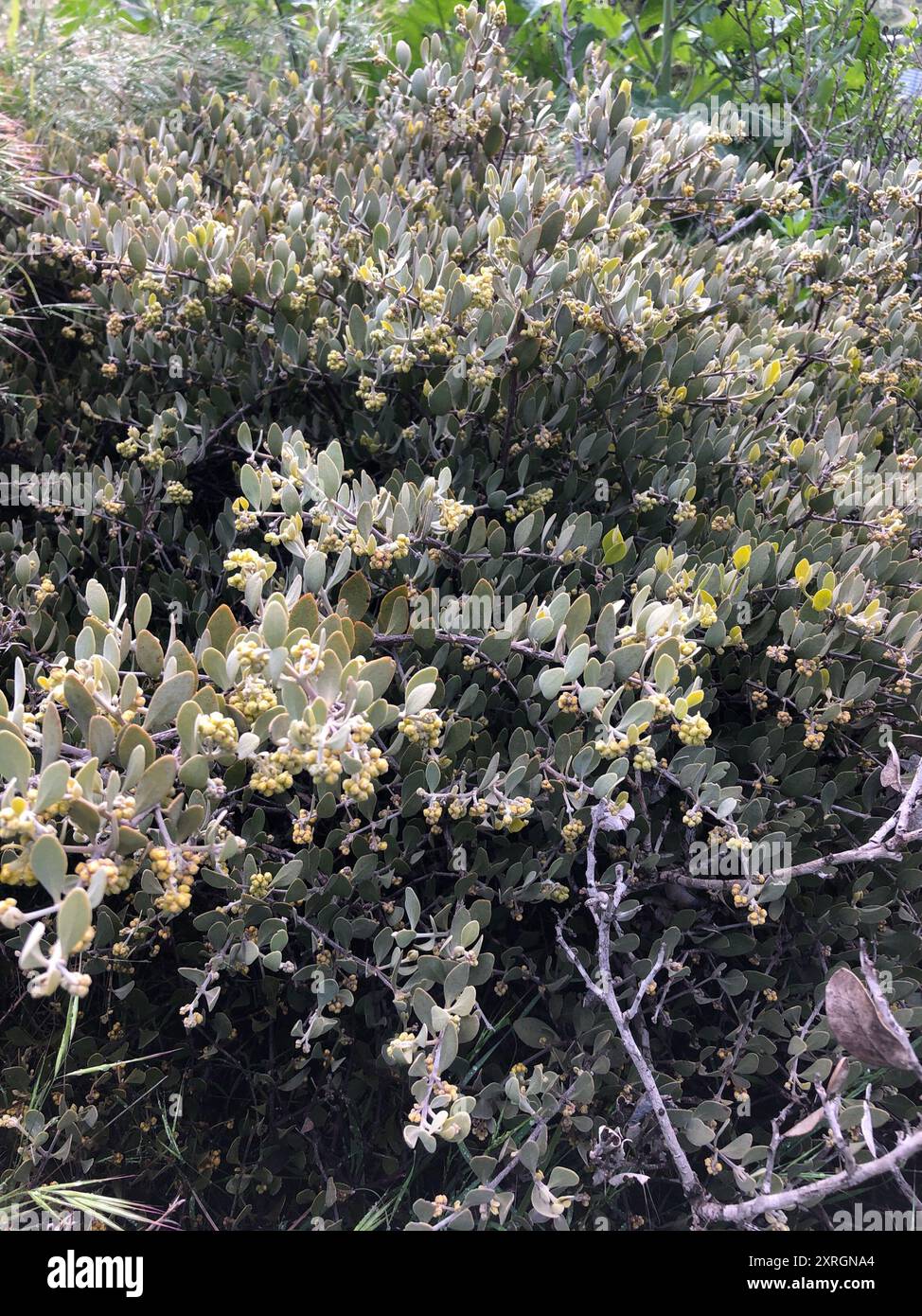 jojoba (Simmondsia chinensis) Plantae Stock Photo - Alamy