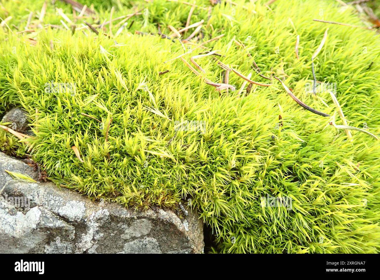 Fragile Fork-moss (Dicranum tauricum) Plantae Stock Photo - Alamy