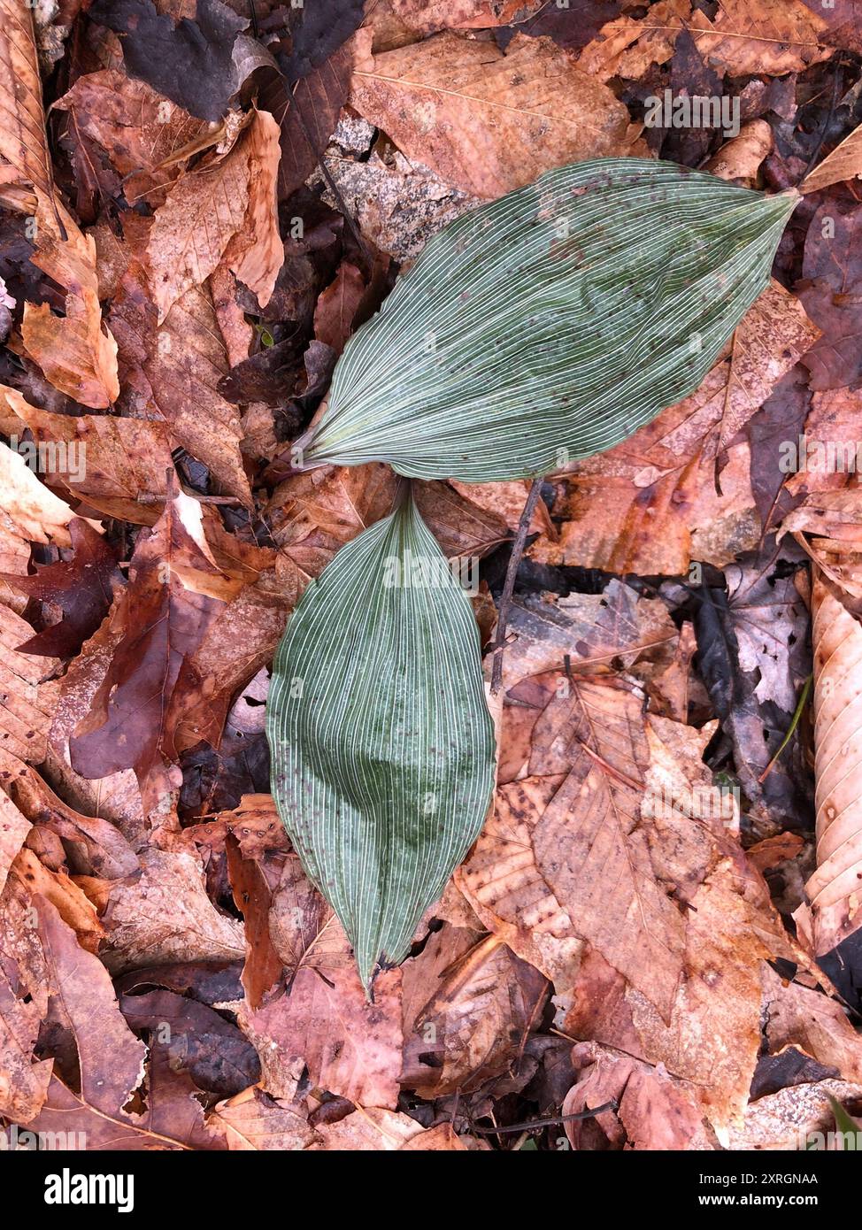 putty root (Aplectrum hyemale) Plantae Stock Photo - Alamy