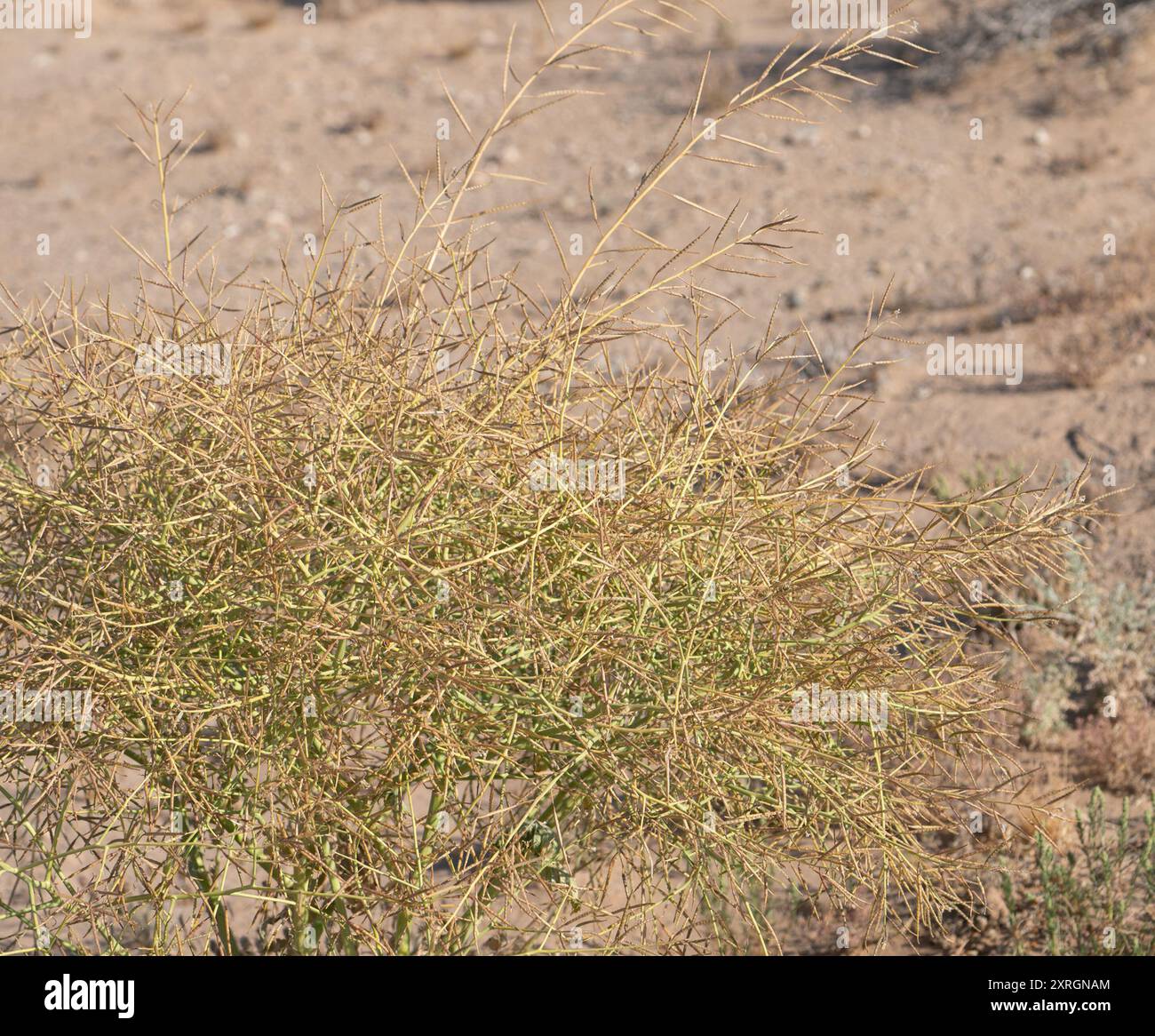 Saharan Mustard (Brassica tournefortii) Plantae Stock Photo - Alamy
