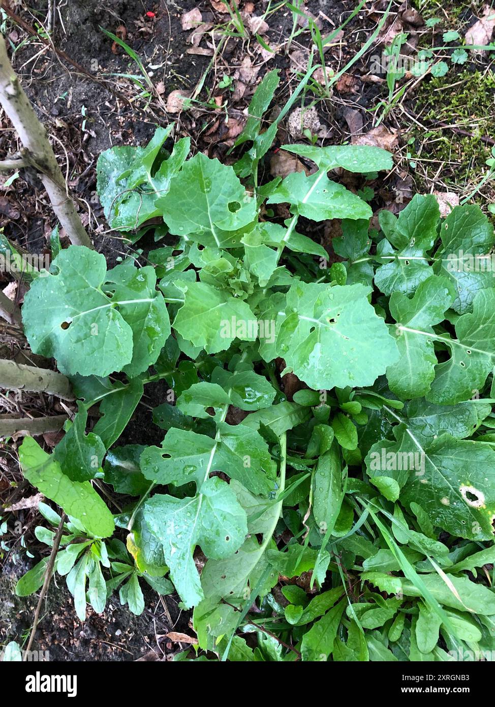 mustard family (Brassicaceae) Plantae Stock Photo - Alamy