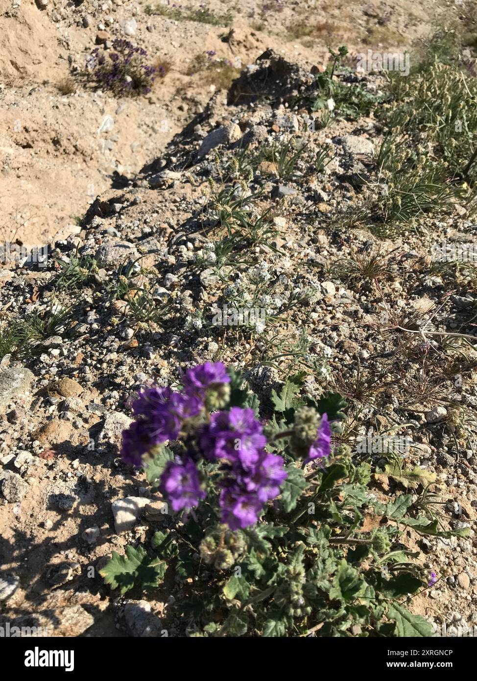 Notch-leaf Scorpionweed (Phacelia crenulata) Plantae Stock Photo - Alamy