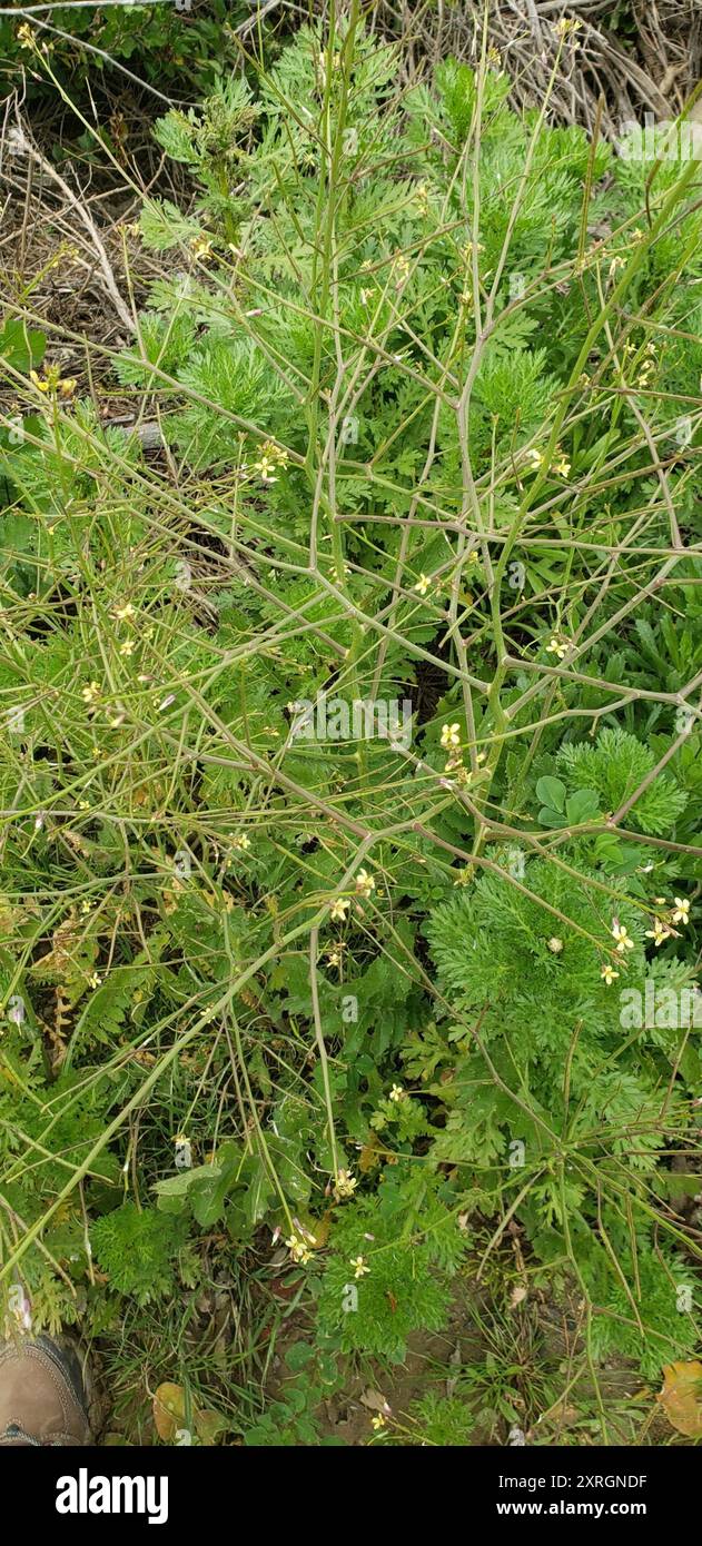Saharan Mustard (Brassica tournefortii) Plantae Stock Photo - Alamy